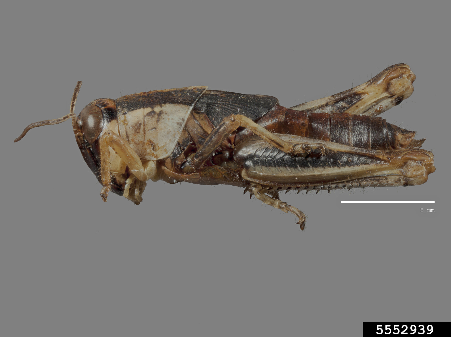 Keeler's spur-throat grasshopper (Melanoplus keeleri Thomas, 1874)