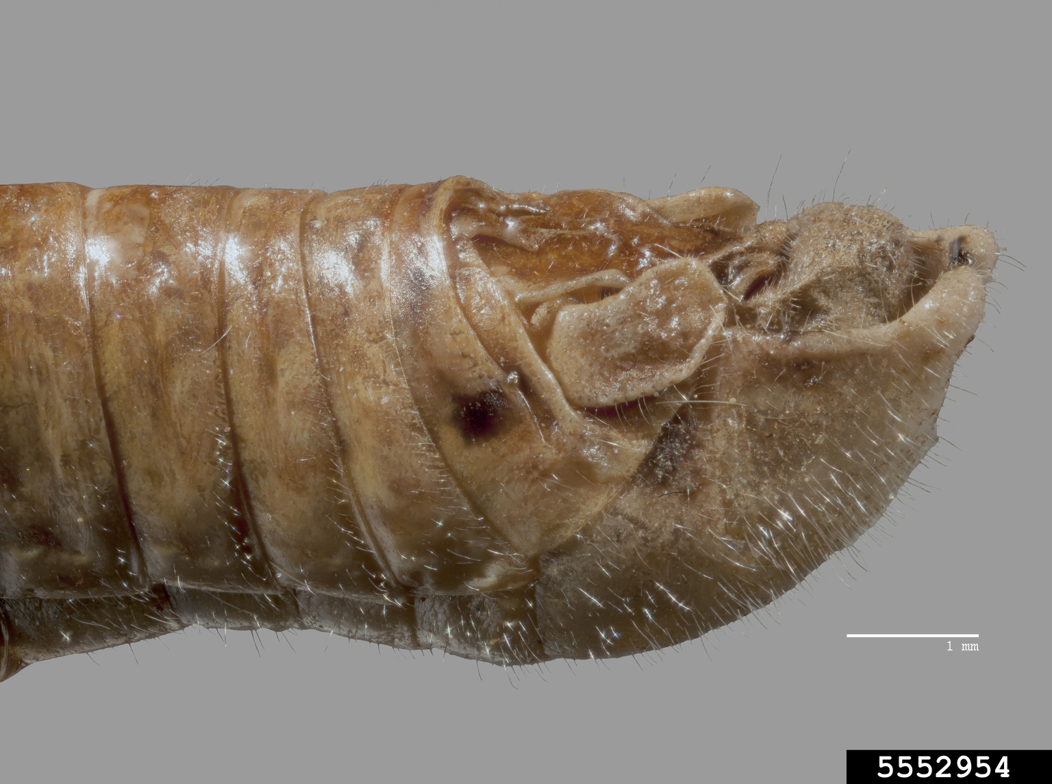 migratory grasshopper (Melanoplus sanguinipes (Fabricius, 1798))