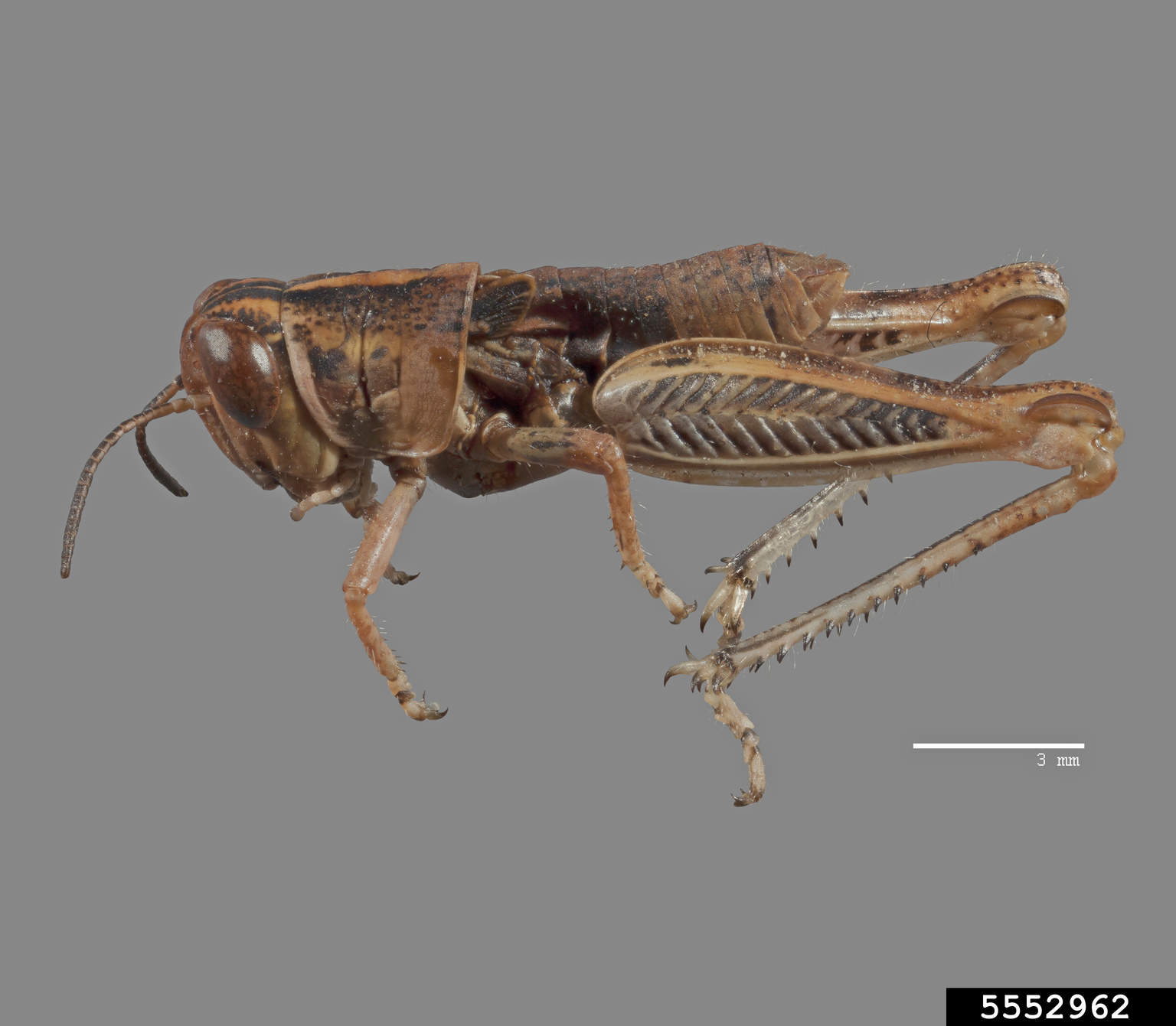 valley grasshopper (Oedaleonotus enigma (Scudder, 1876))