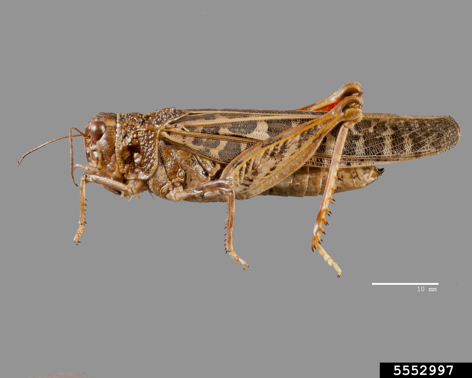 red-shanked grasshopper (Xanthippus corallipes)