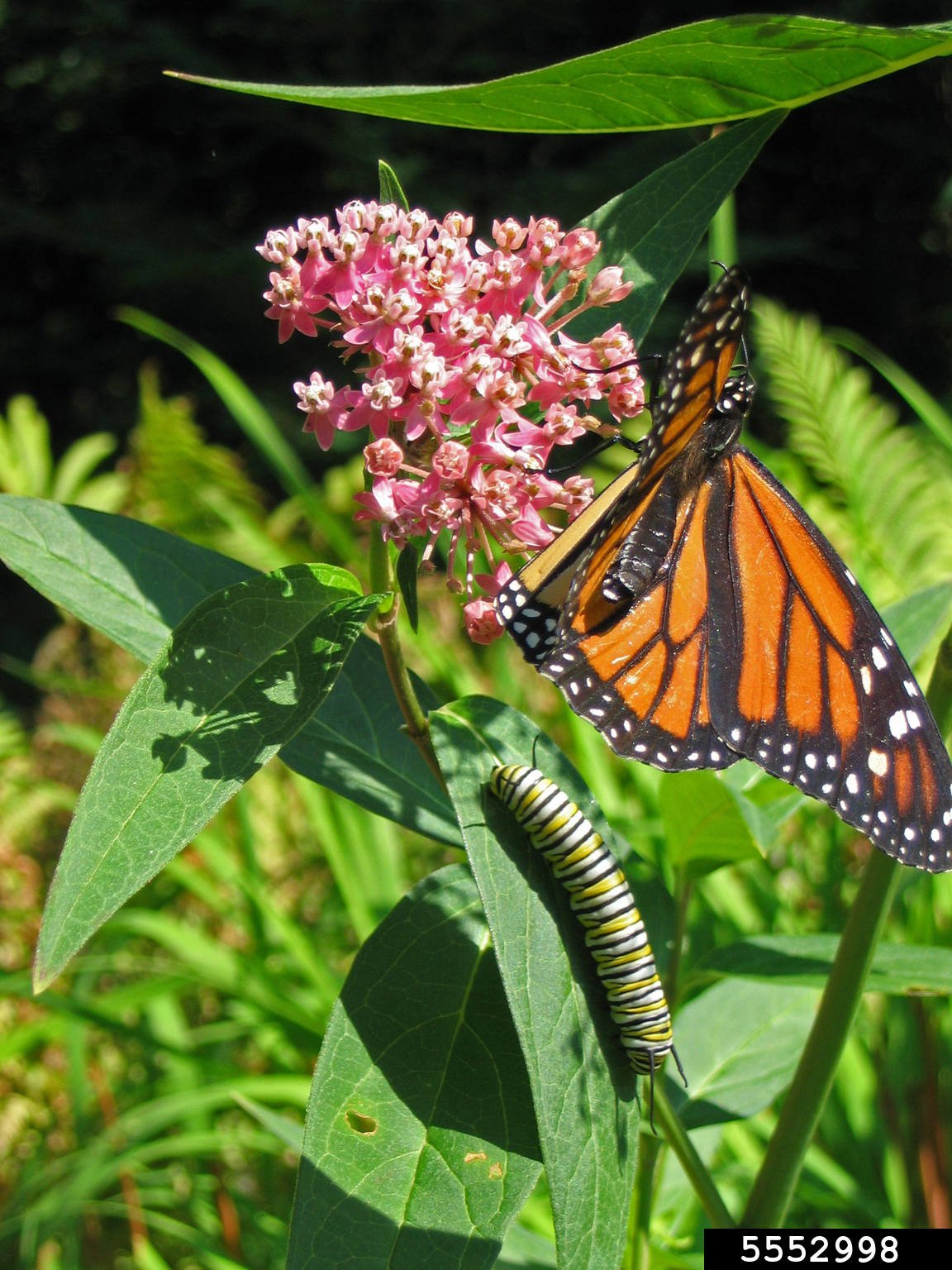 monarch butterfly (Danaus plexippus)