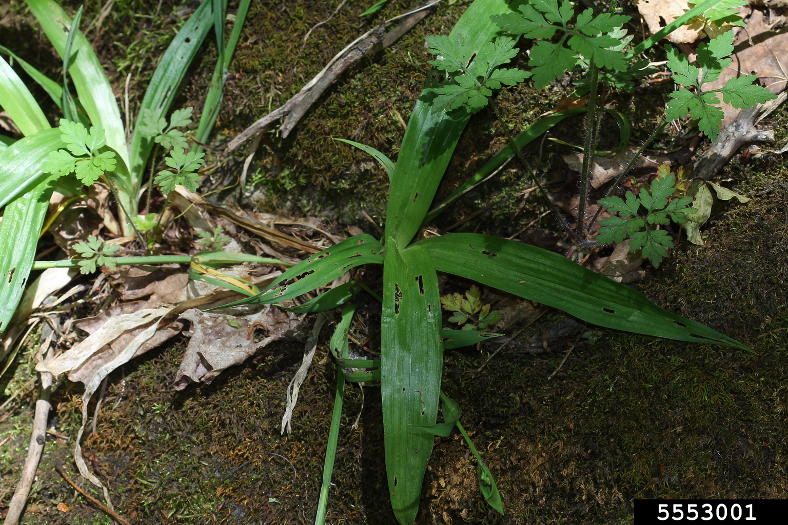 white bear sedge (Carex albursina)