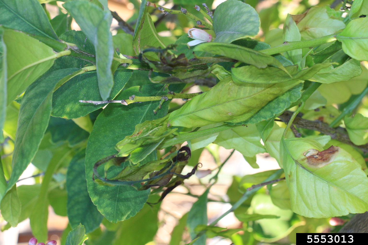 cold injury (low temperature)