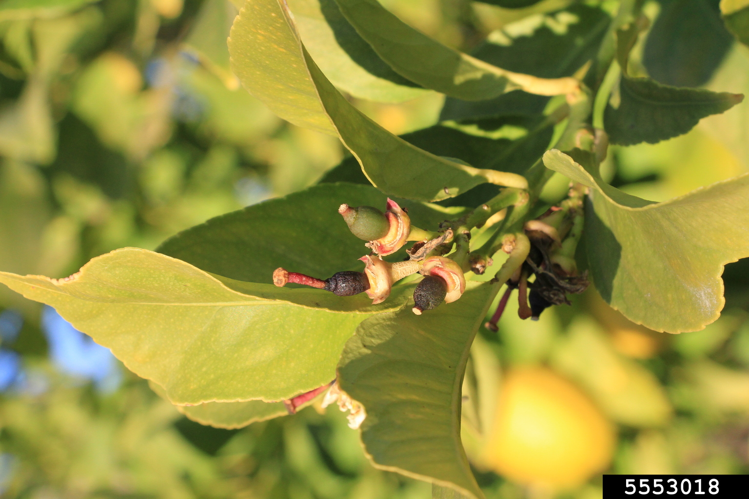 cold injury (low temperature)