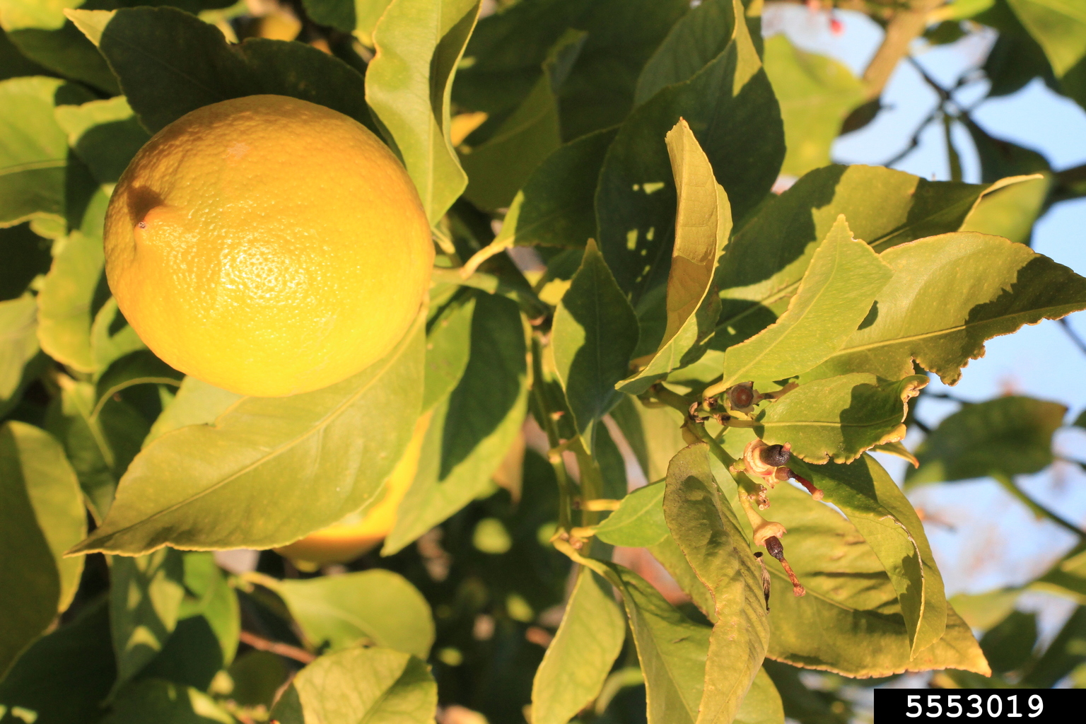 cold injury (low temperature)