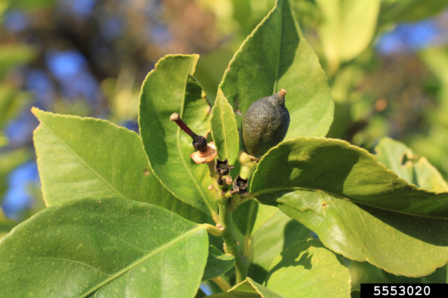 cold injury (low temperature)