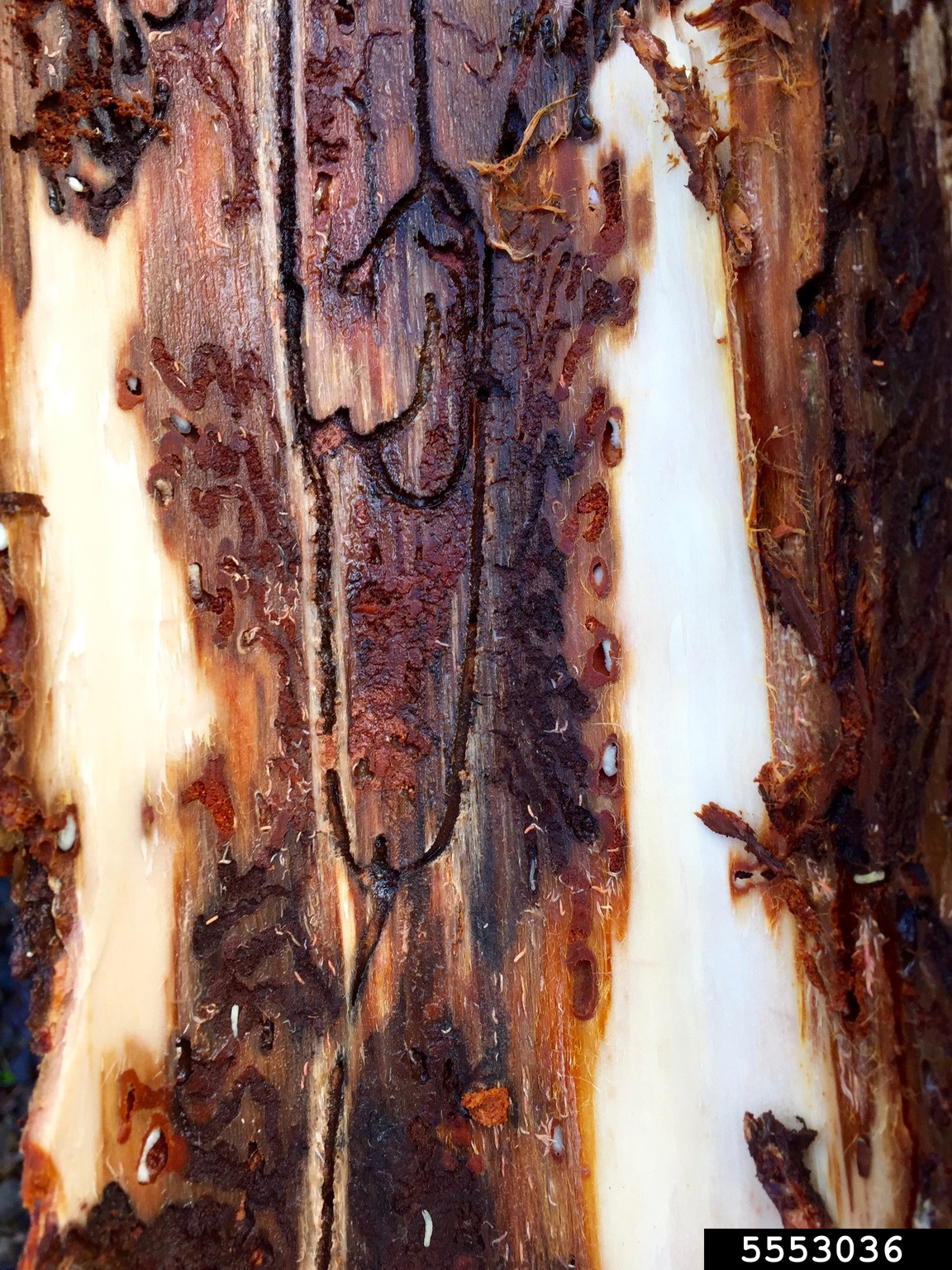 California fivespined ips (Ips paraconfusus Lanier, 1970)