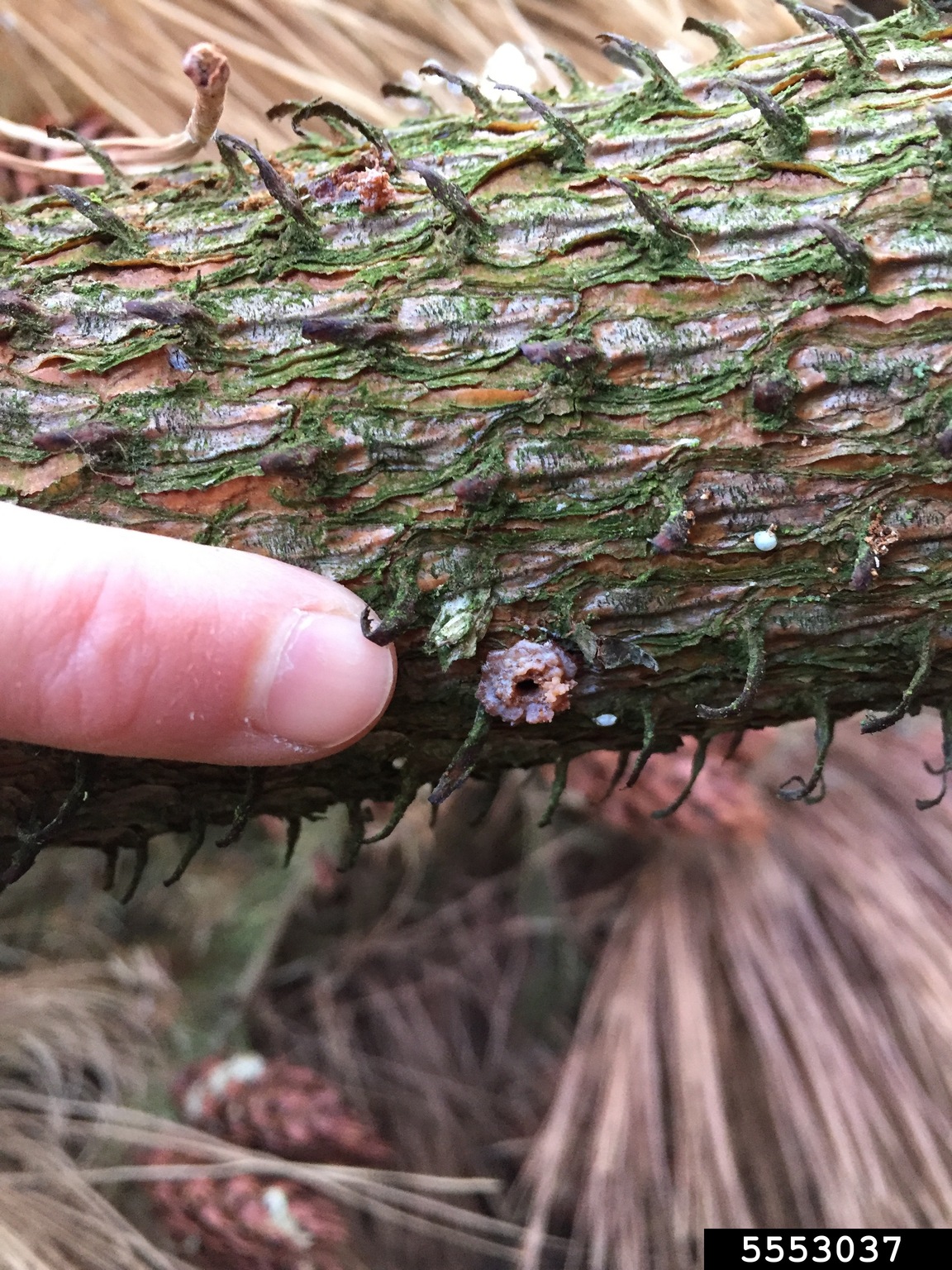 Ips engraver beetles (Genus Ips De Geer 1775)