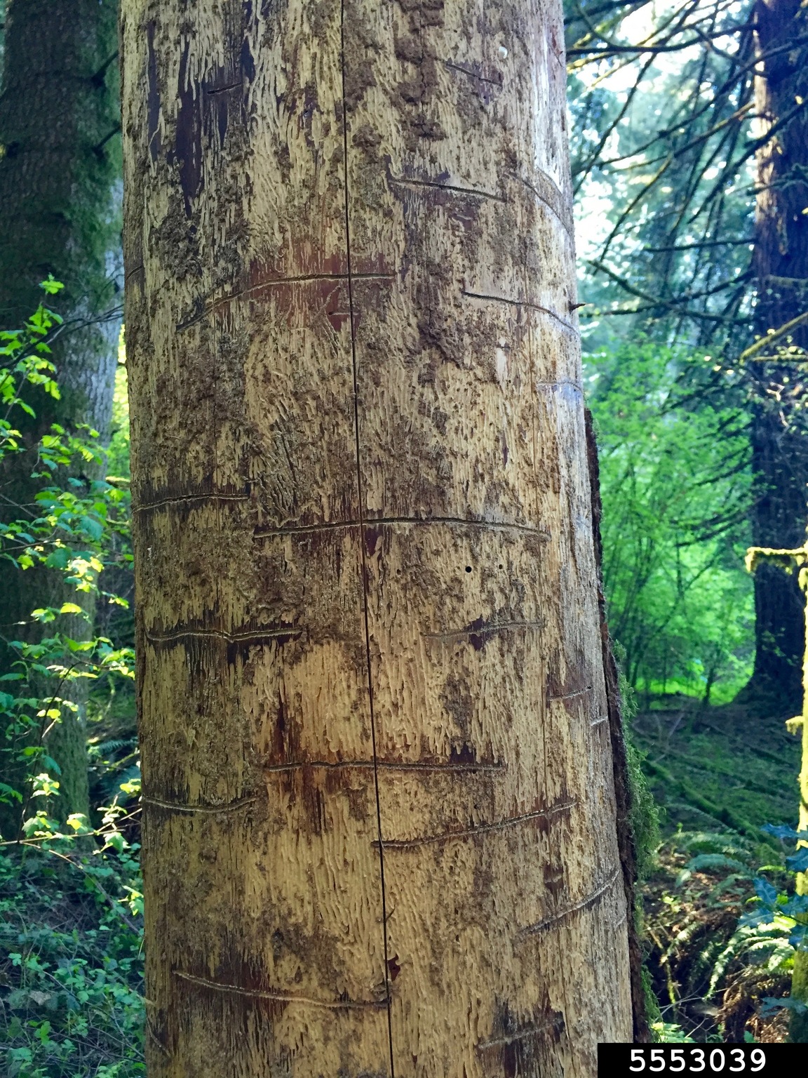 fir engraver (Scolytus ventralis LeConte, 1868)