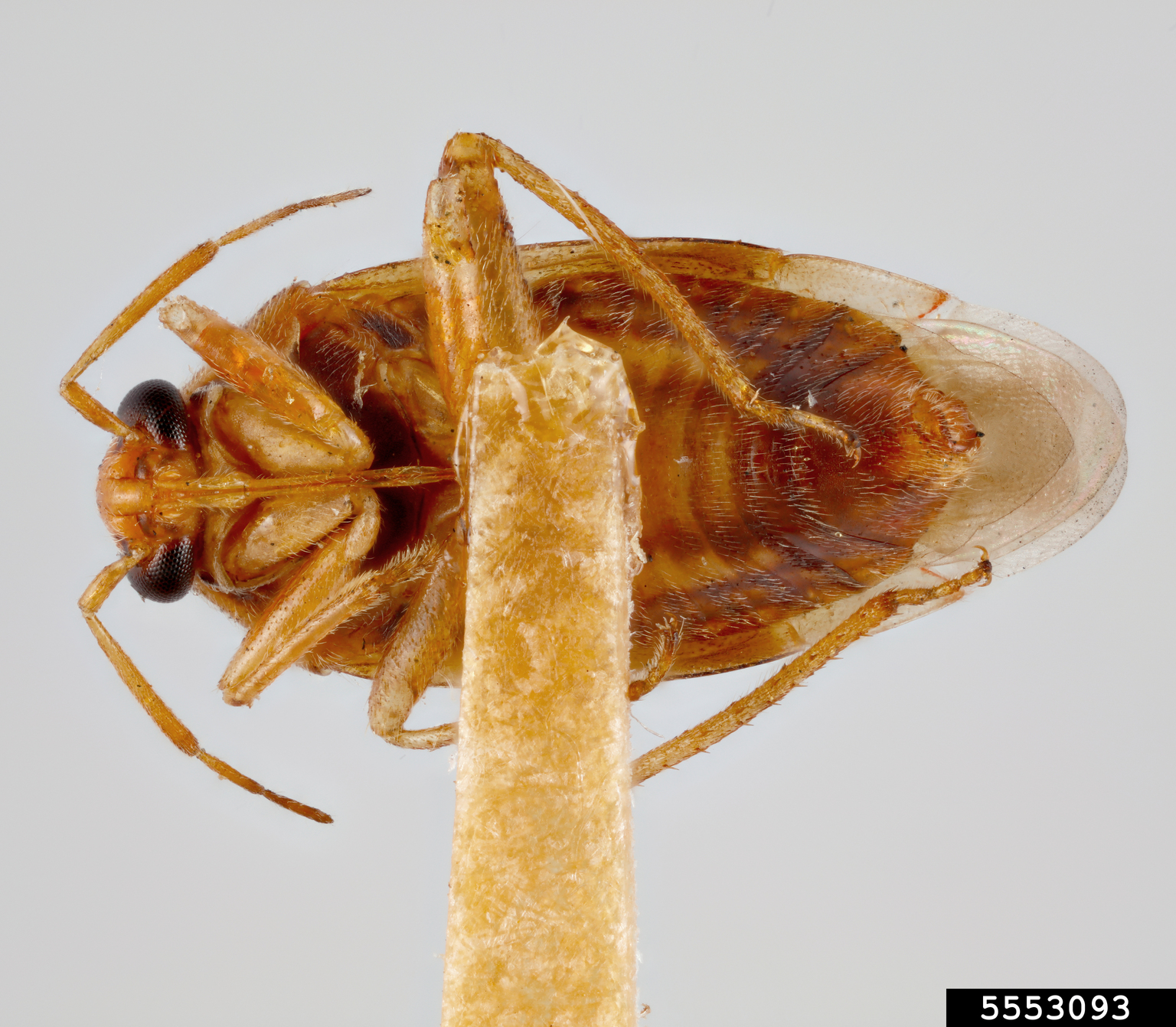plant bug (Agnocoris pulverulentus (Uhler))