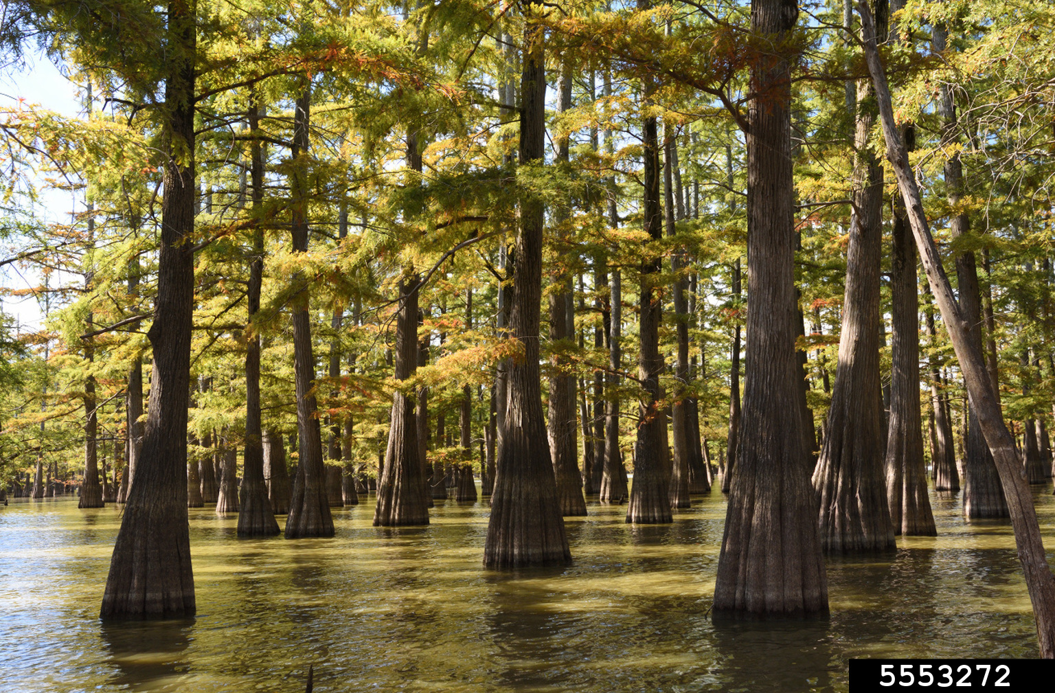 pond cypress (Taxodium distichum var. imbricarium)