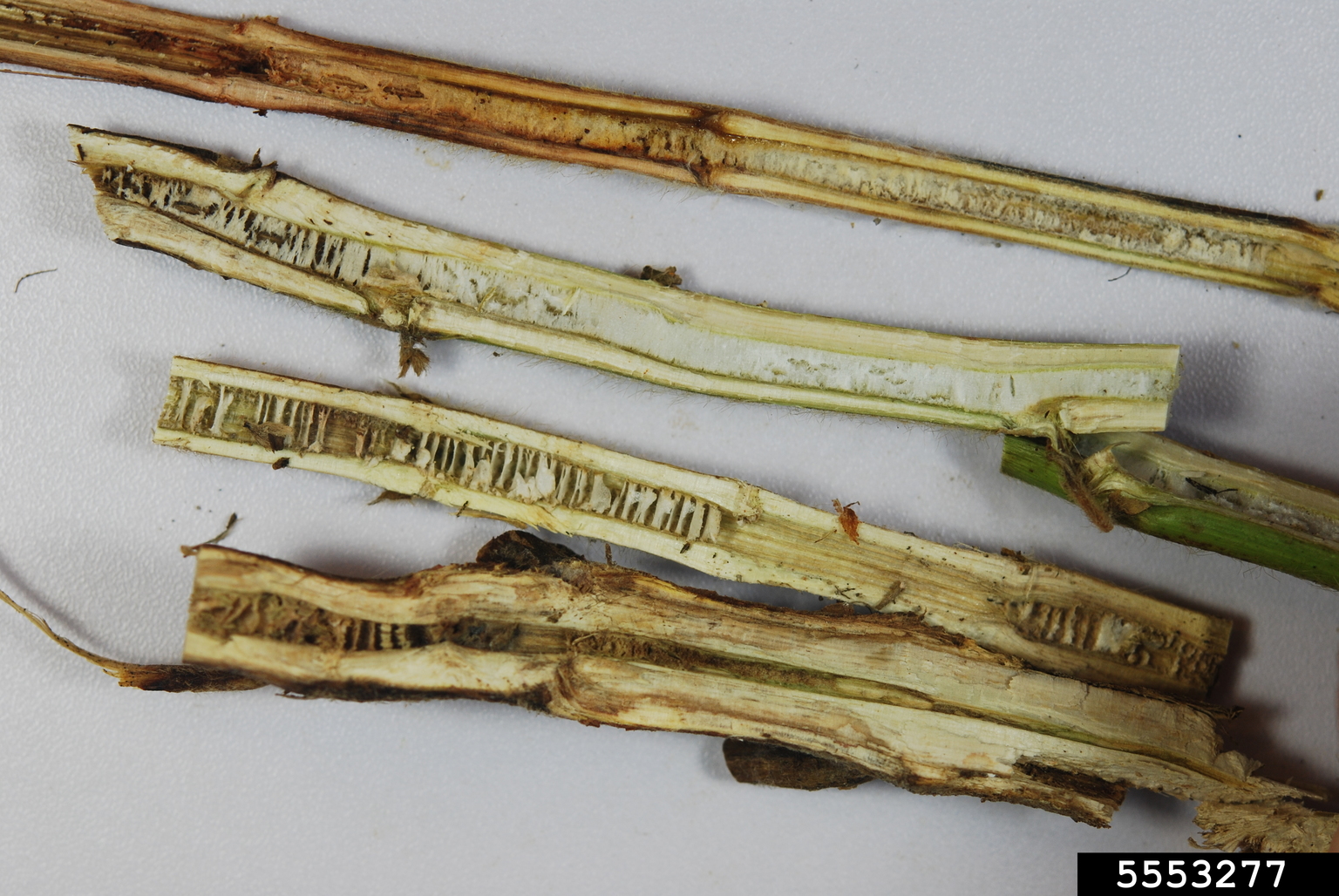 Brown stem rot (Phialophora gregata)