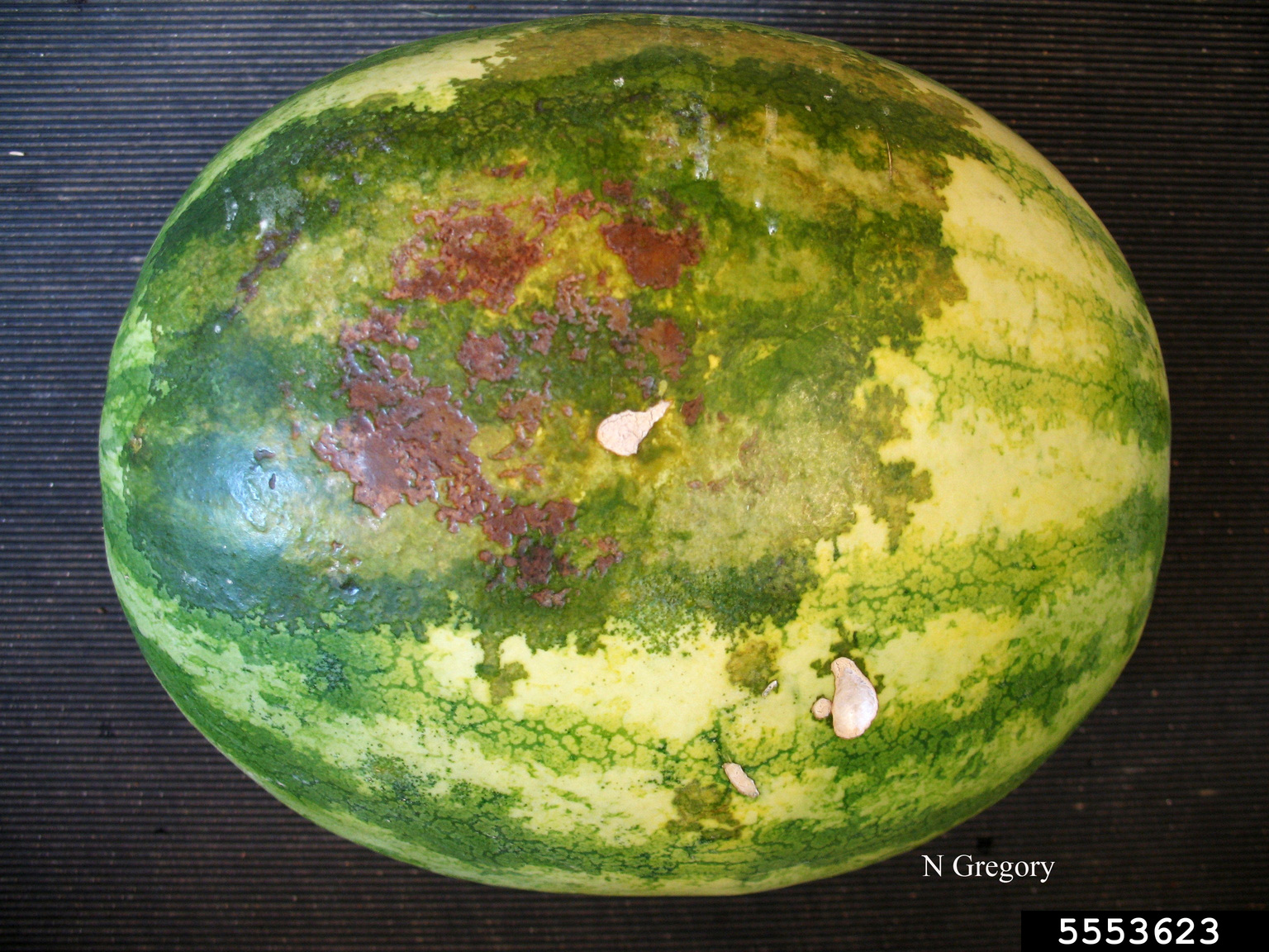 bacterial fruit blotch (Acidovorax avenae ssp. citrulli (Schaad et al ...