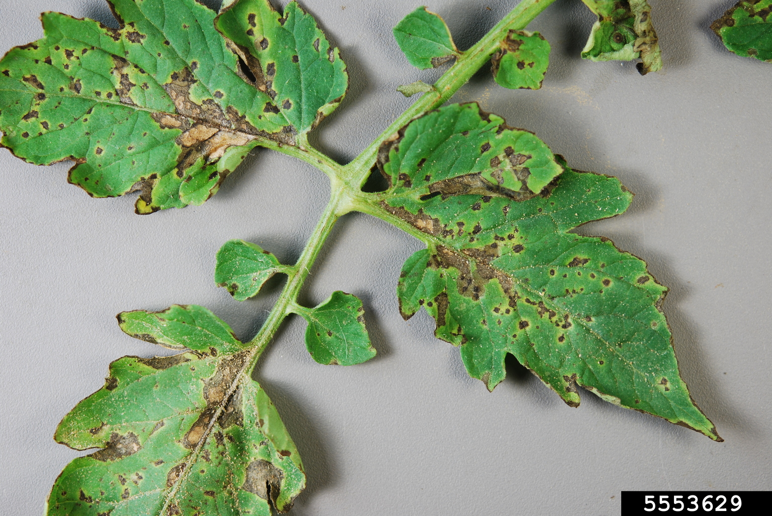 Septoria leaf spot (Septoria lycopersici Speg.)