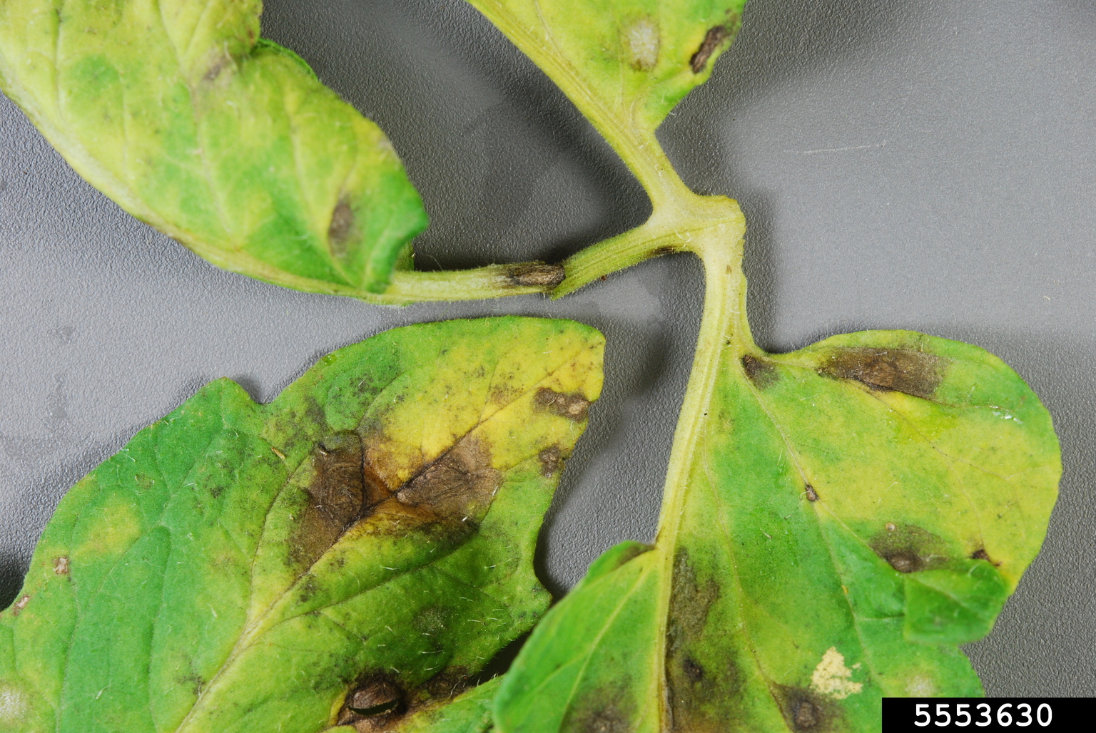 early blight (Alternaria solani)