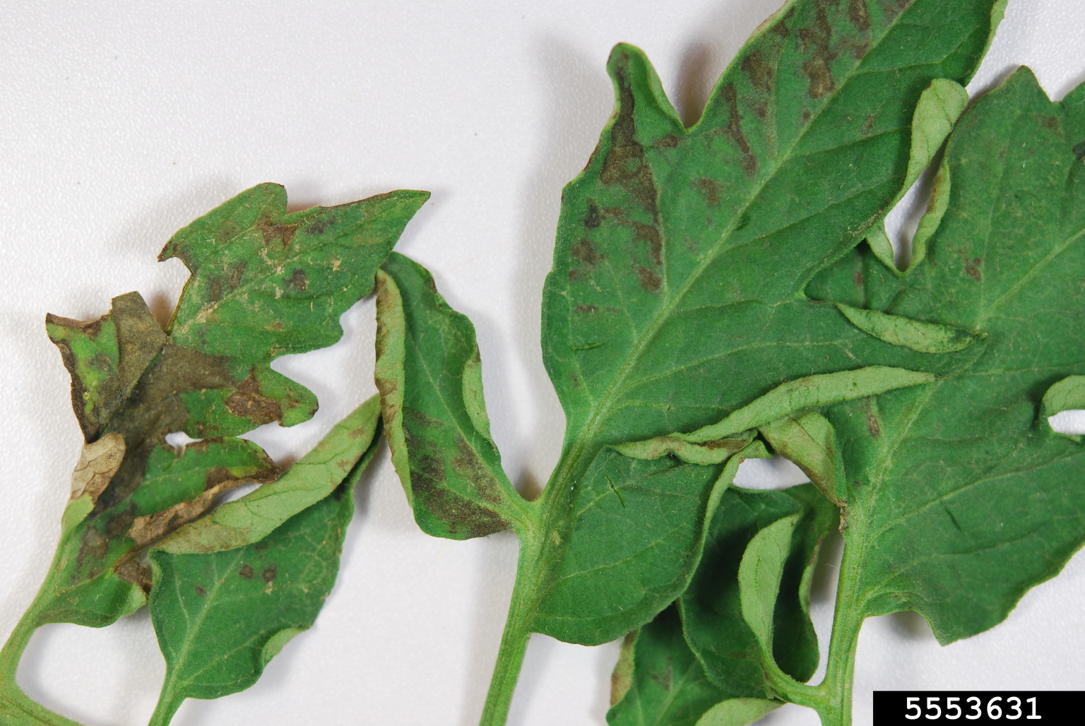 tomato spotted wilt virus (TSWV) (Tospovirus Tomato spotted wilt virus)