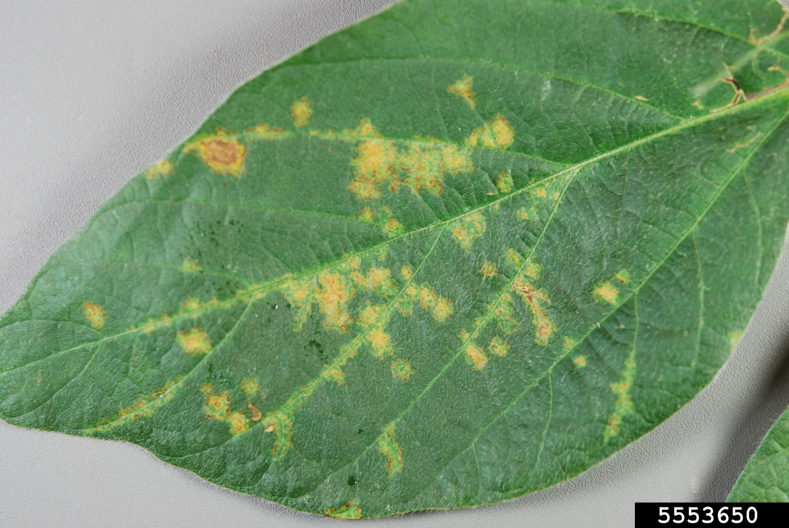Soybean Vein Necrosis Virus (SVNV) (Tospovirus Soybean Vein Necrosis Virus)