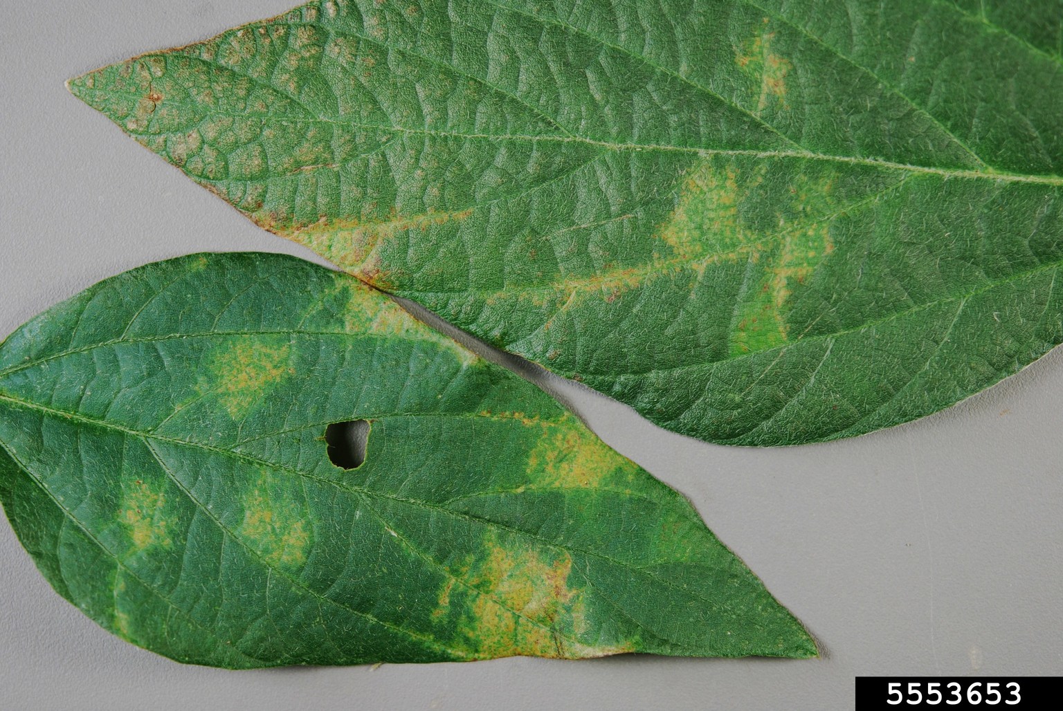 Soybean Vein Necrosis Virus (SVNV) (Tospovirus Soybean Vein Necrosis Virus)