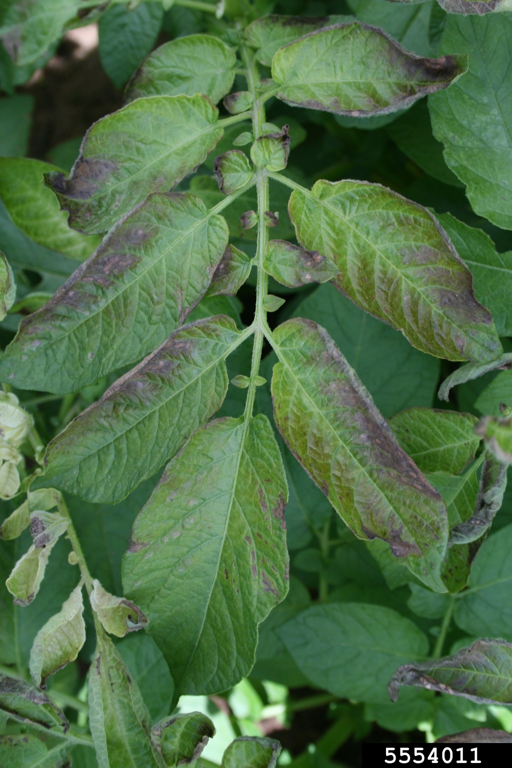 herbicides (general)
