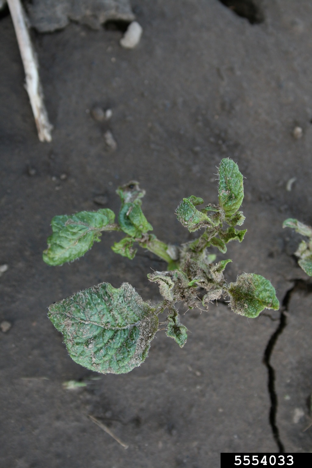 herbicides (general)