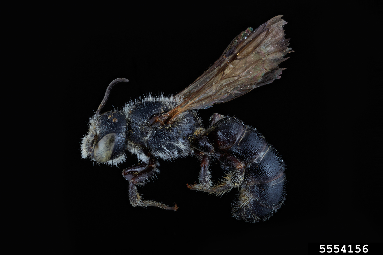 Bee (Chelostoma rapunculi (Lepeletier, 1841))