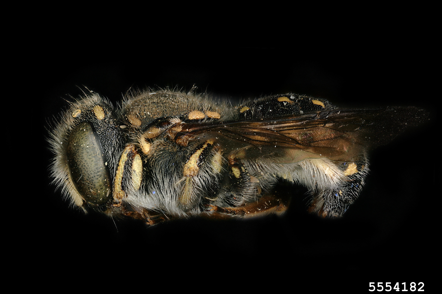 Bee (Indanthidium crenulaticauda Michener & Griswold, 1994)