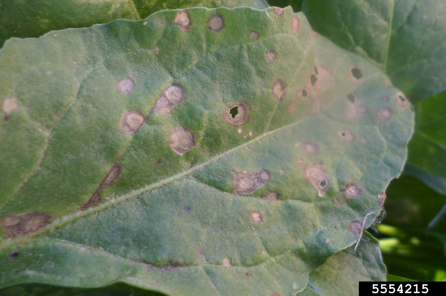 Cercospora leaf spot (Cercospora beticola)