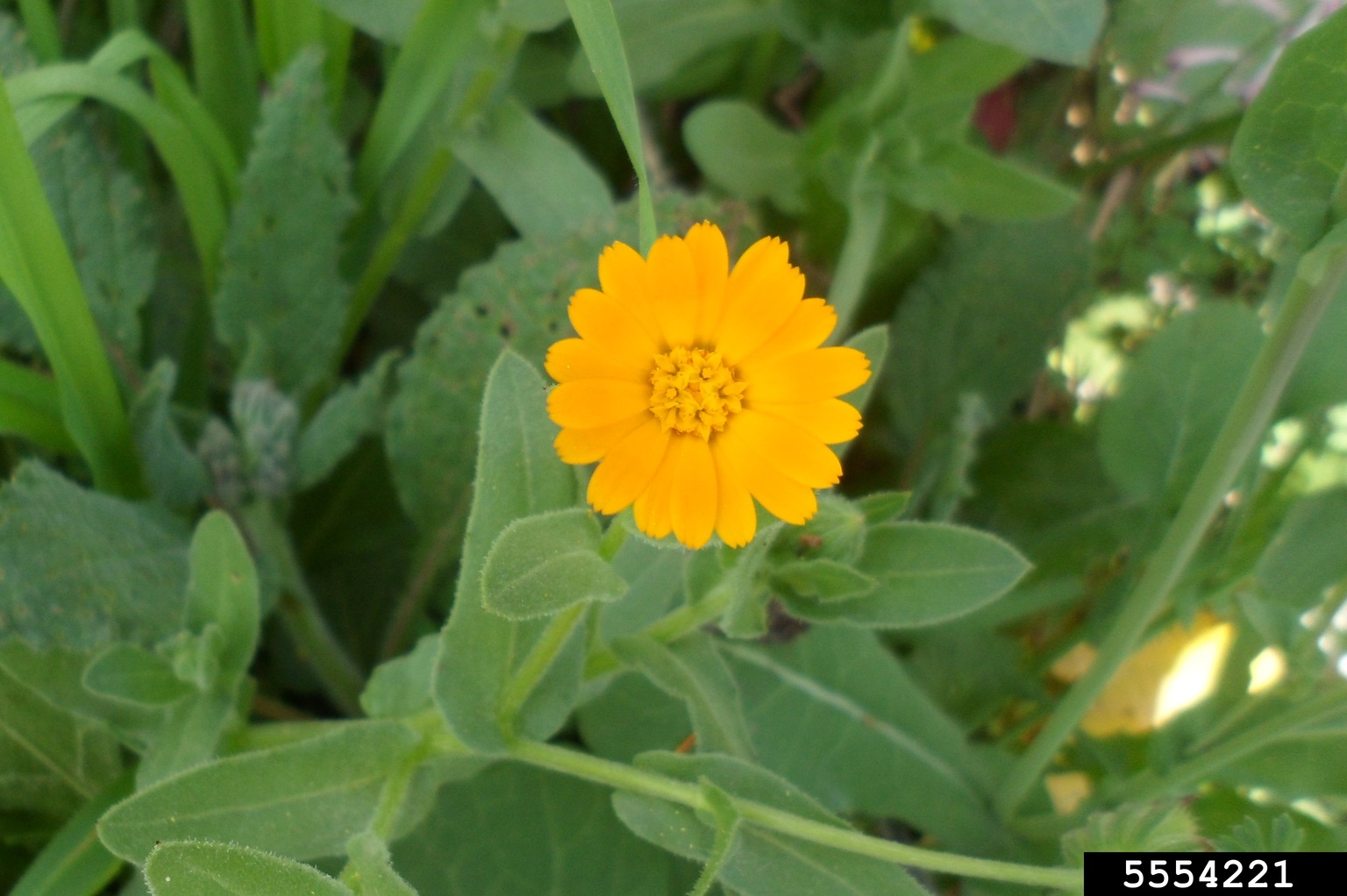 field marigold (Calendula arvensis L.)