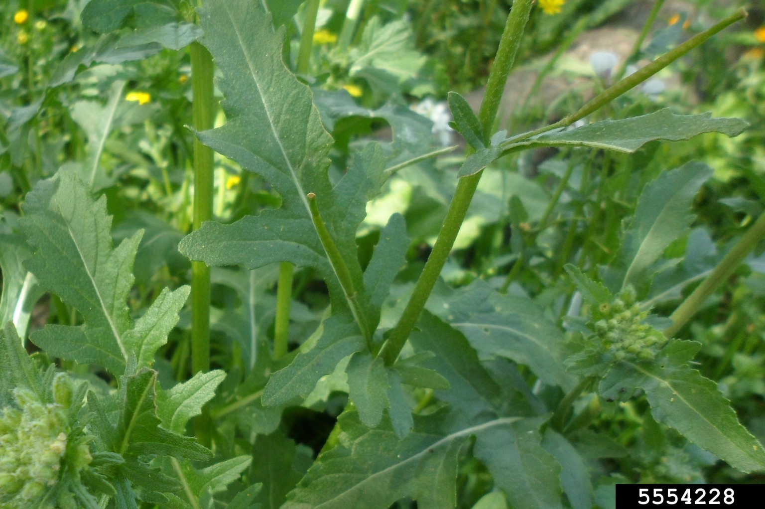wild radish (Raphanus raphanistrum L.)