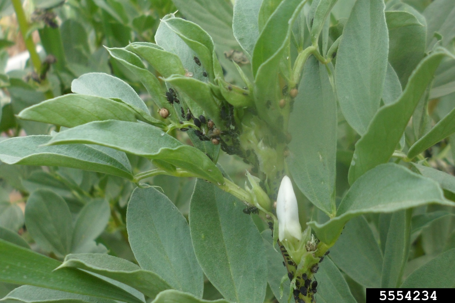 bean aphid (Aphis fabae)