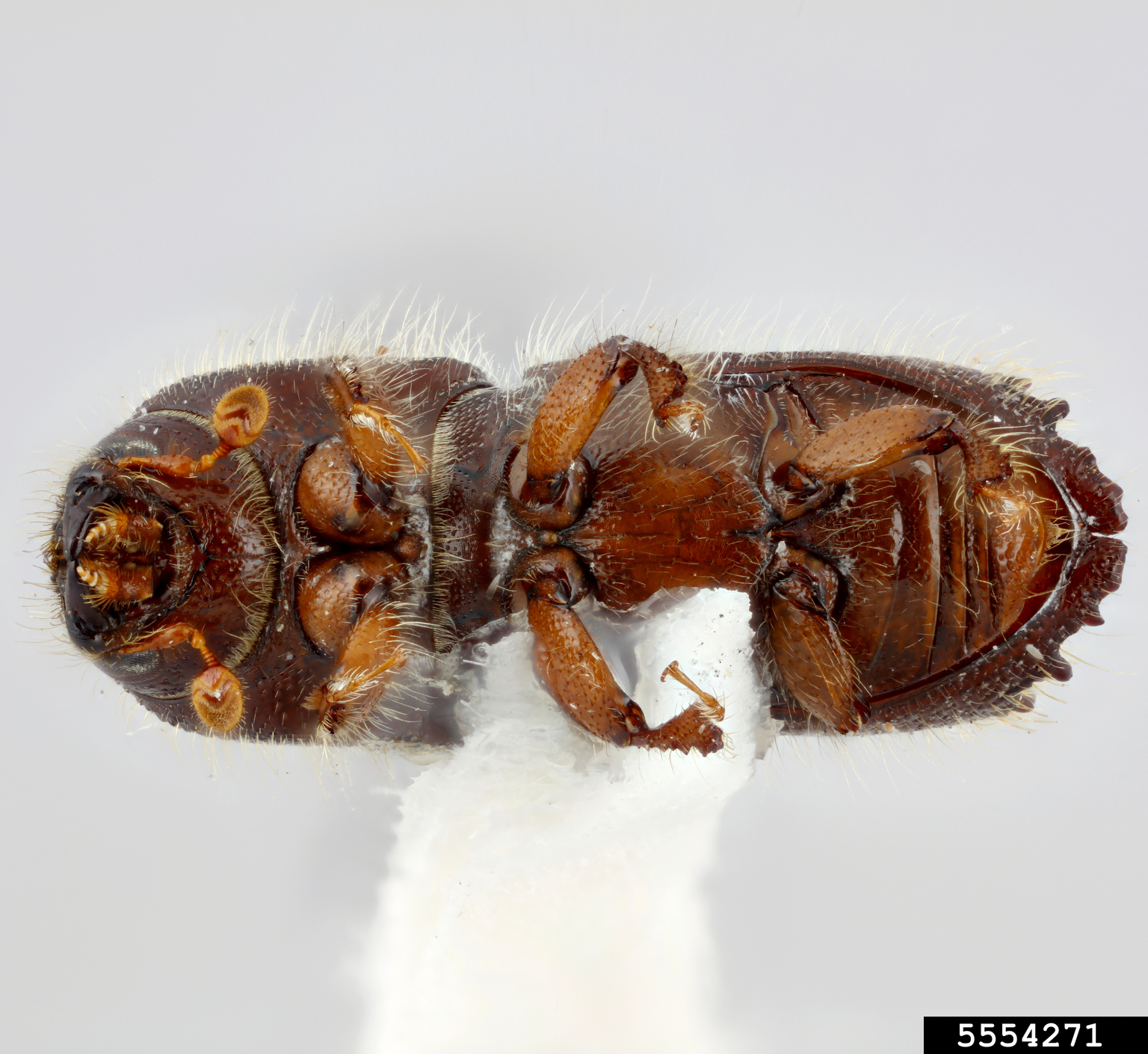 bark beetle (Ips apache Lanier, 1991)