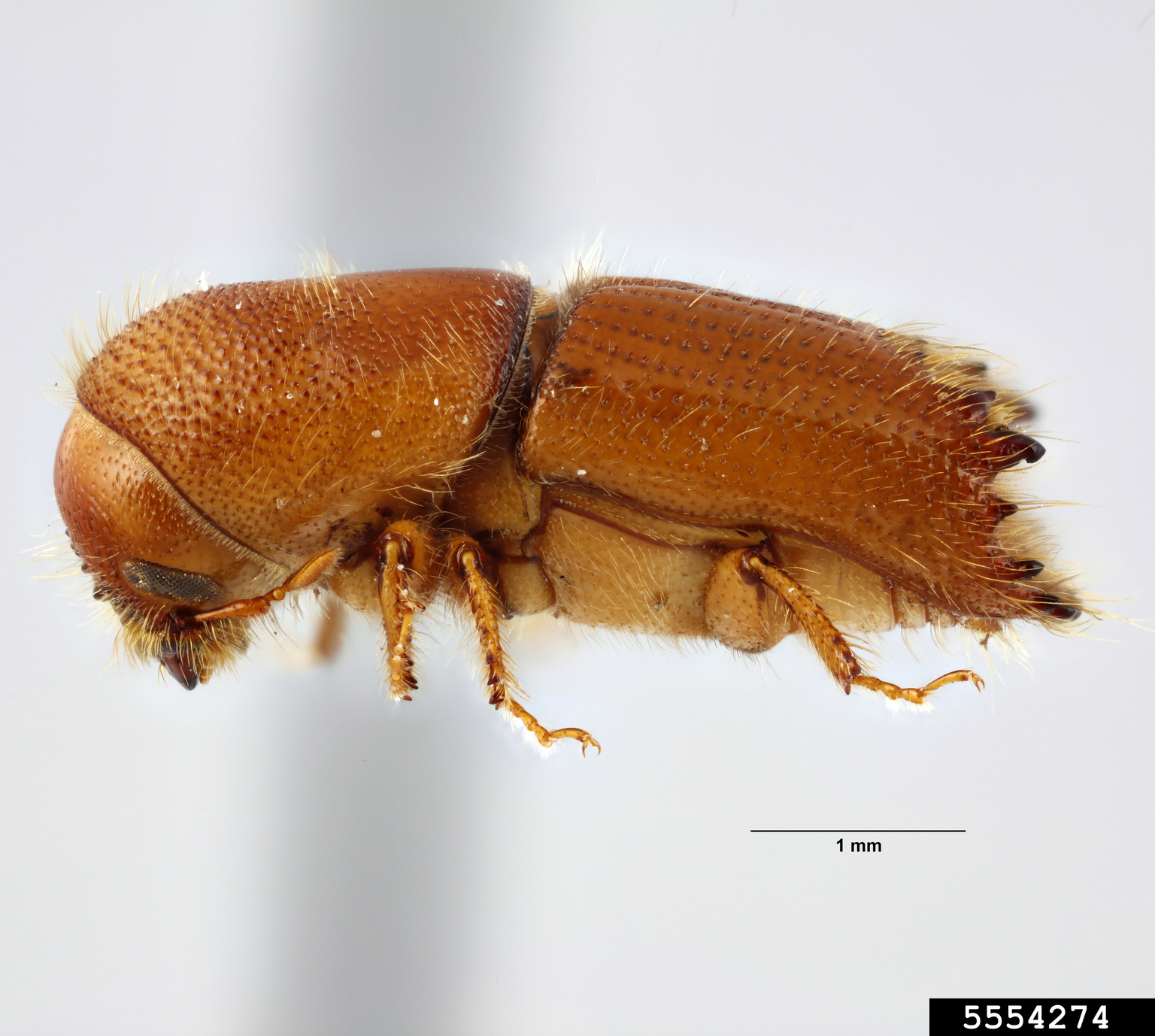 bark beetle (Ips apache)
