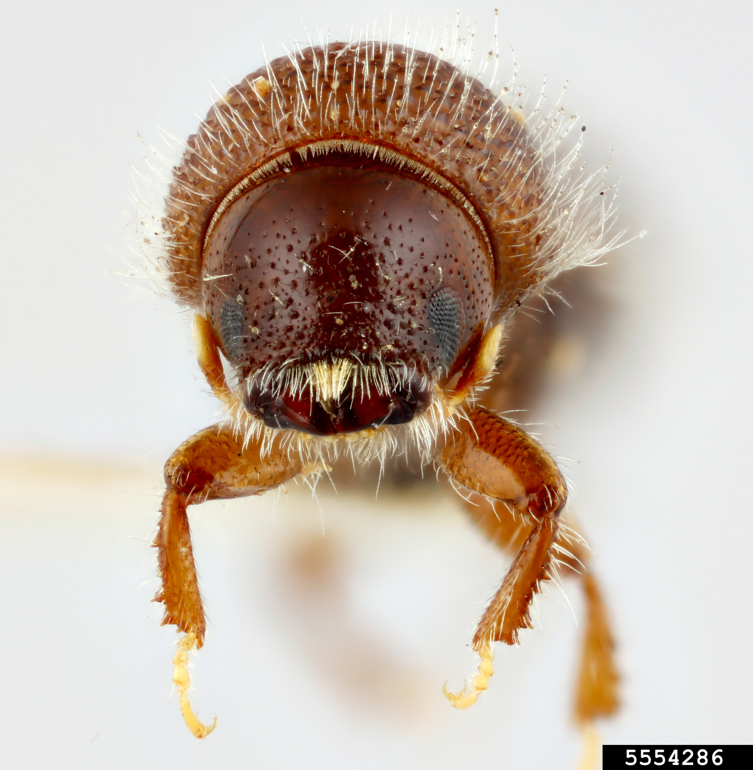 bark beetle (Ips borealis ssp. borealis (Swaine))