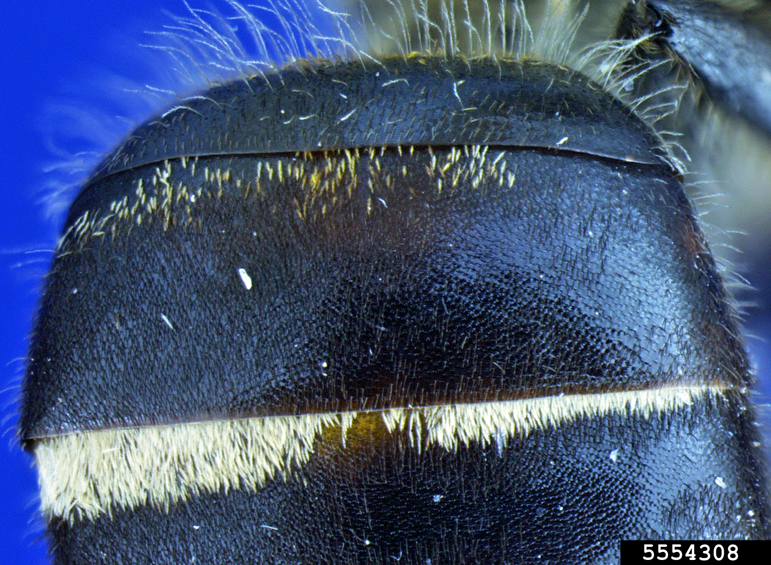 Black dwarf honey bee (Apis andreniformis Smith)