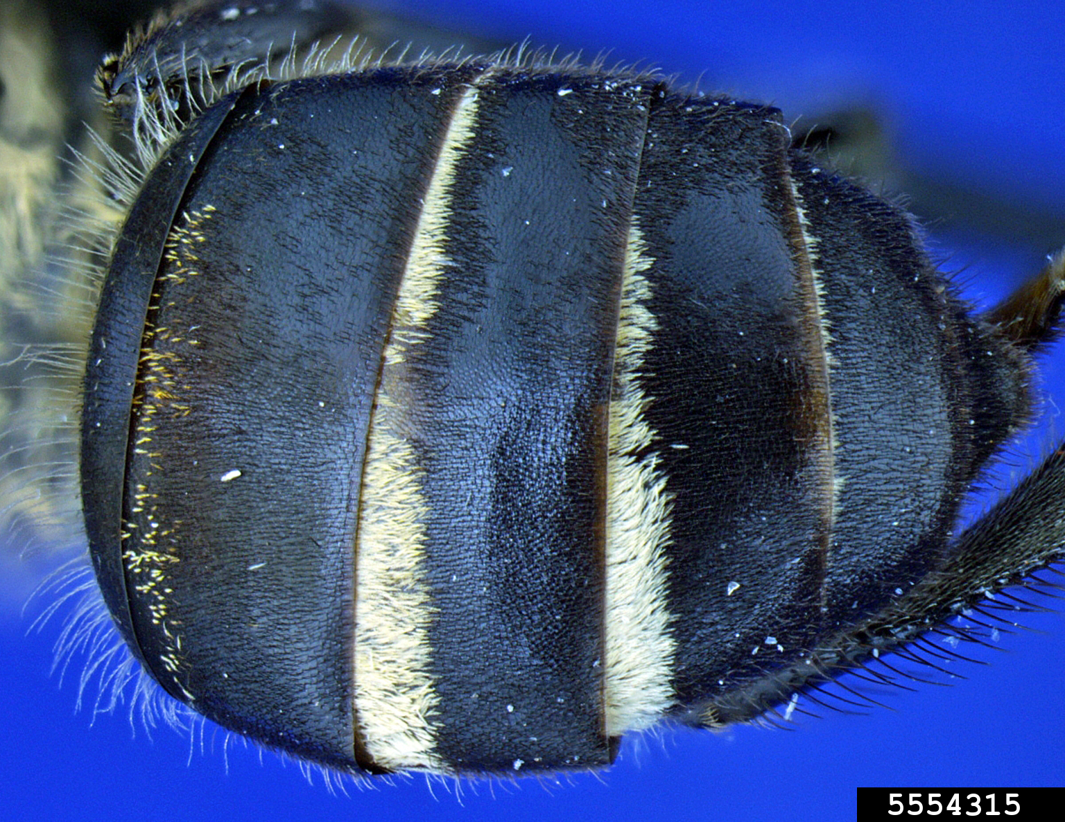 Black dwarf honey bee (Apis andreniformis Smith)