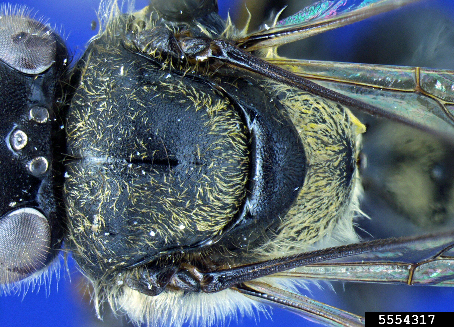 Black dwarf honey bee (Apis andreniformis Smith)