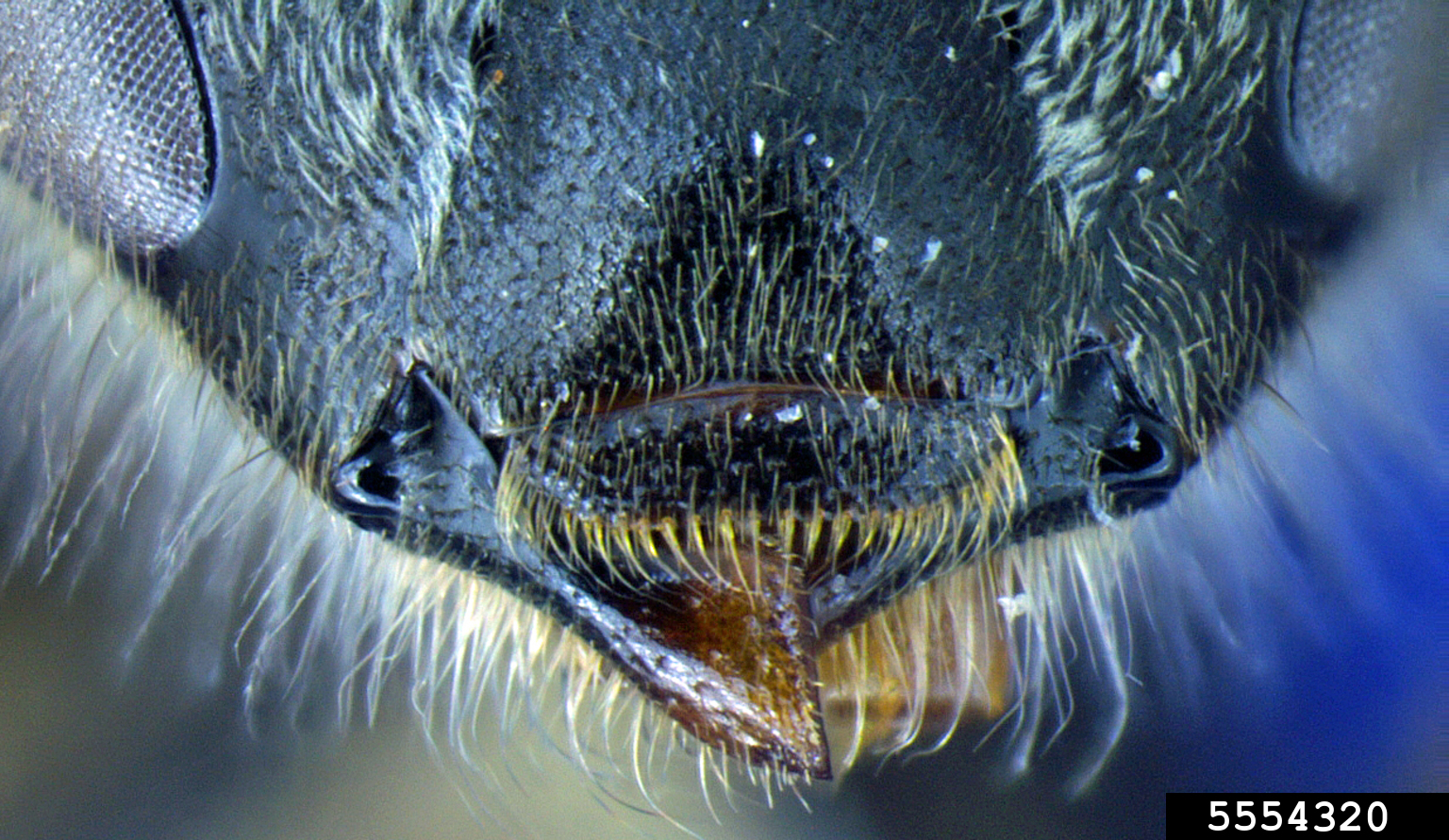 Black dwarf honey bee (Apis andreniformis)