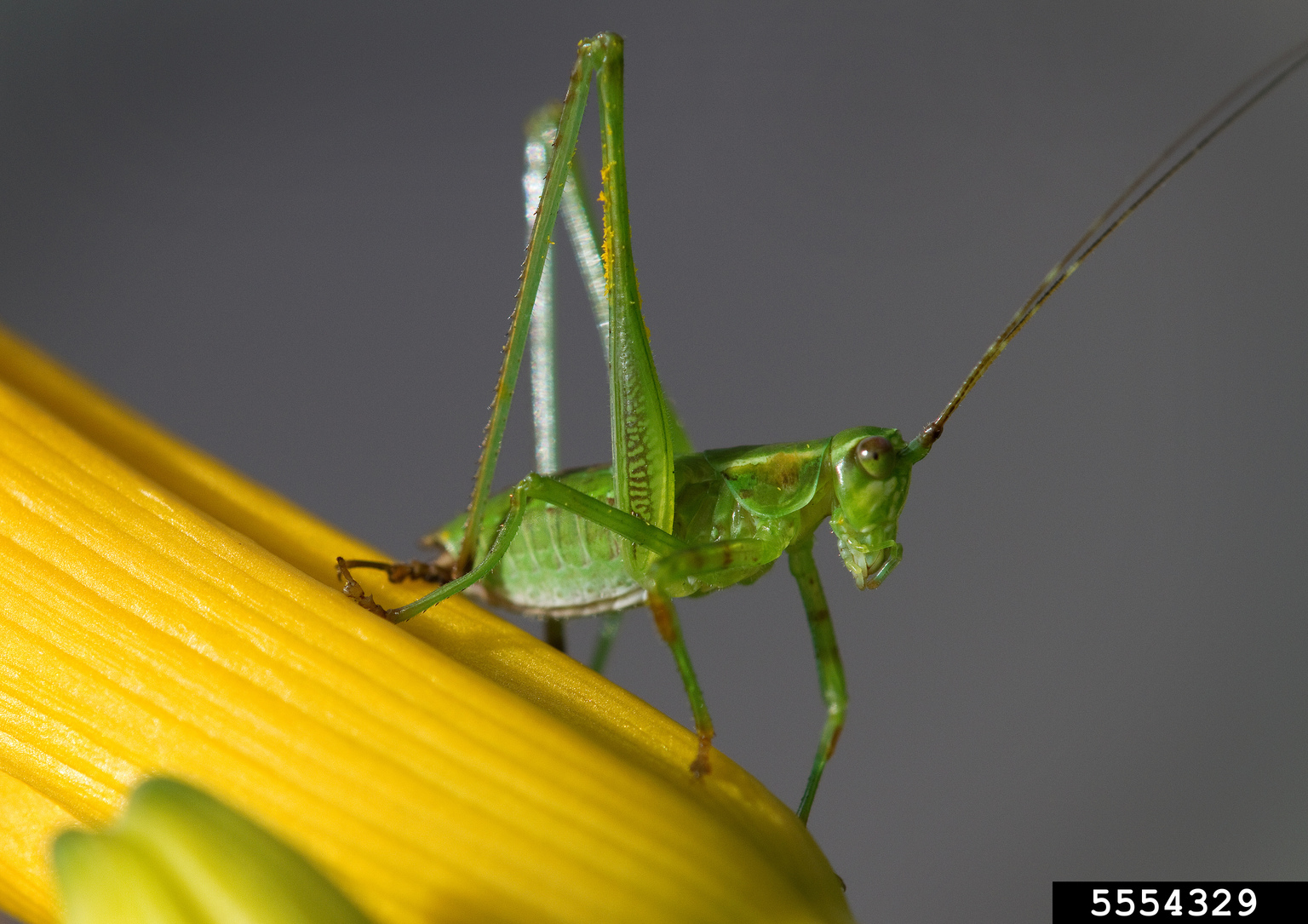 bush katydid (Genus Scudderia Stål 1873)
