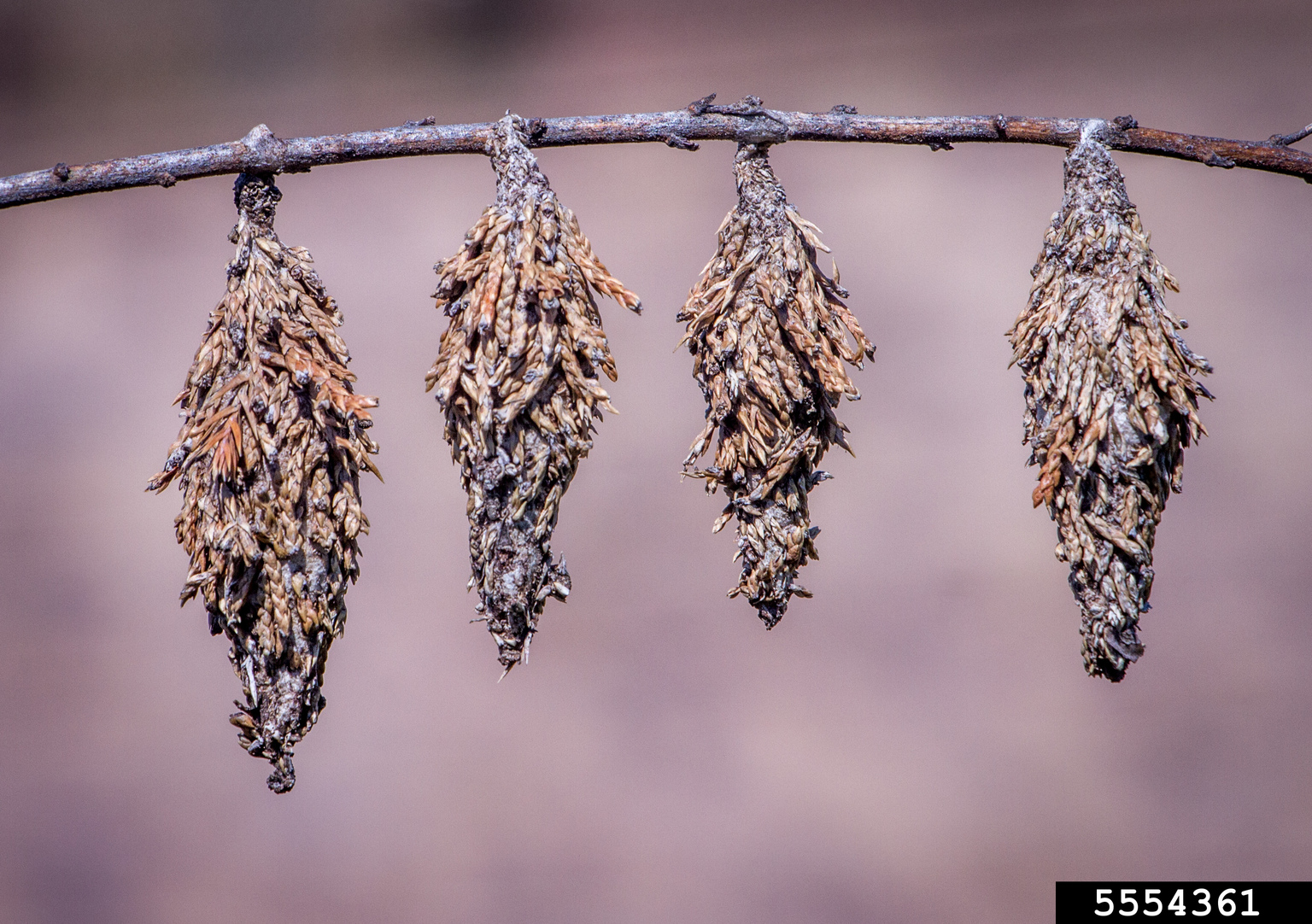 evergreen bagworm (Thyridopteryx ephemeraeformis)