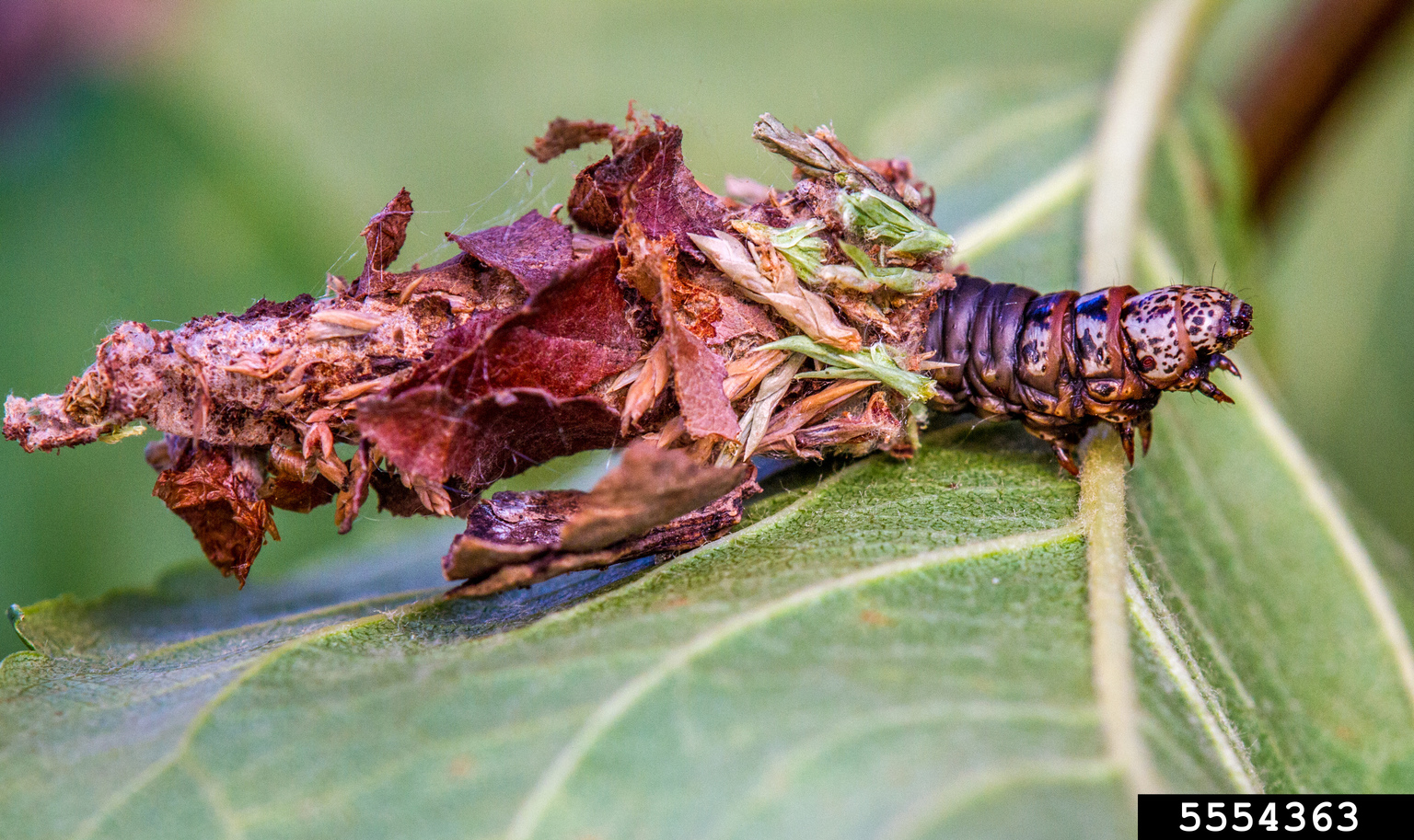 evergreen bagworm (Thyridopteryx ephemeraeformis (Haworth))