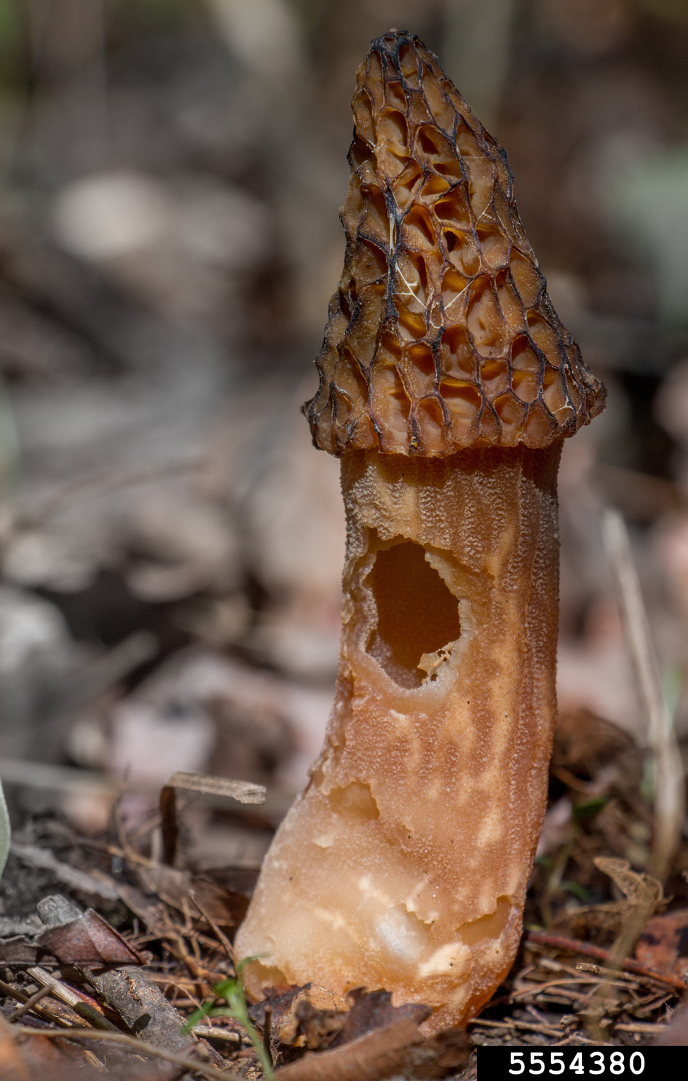 yellow morel (Morchella esculenta)