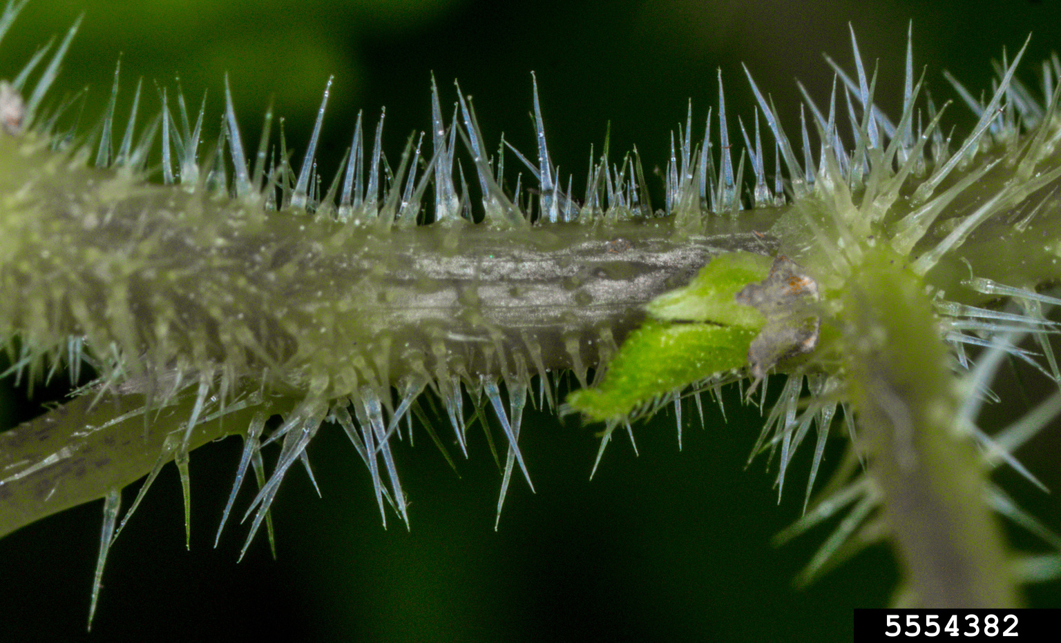 stinging nettle (Urtica dioica L.)