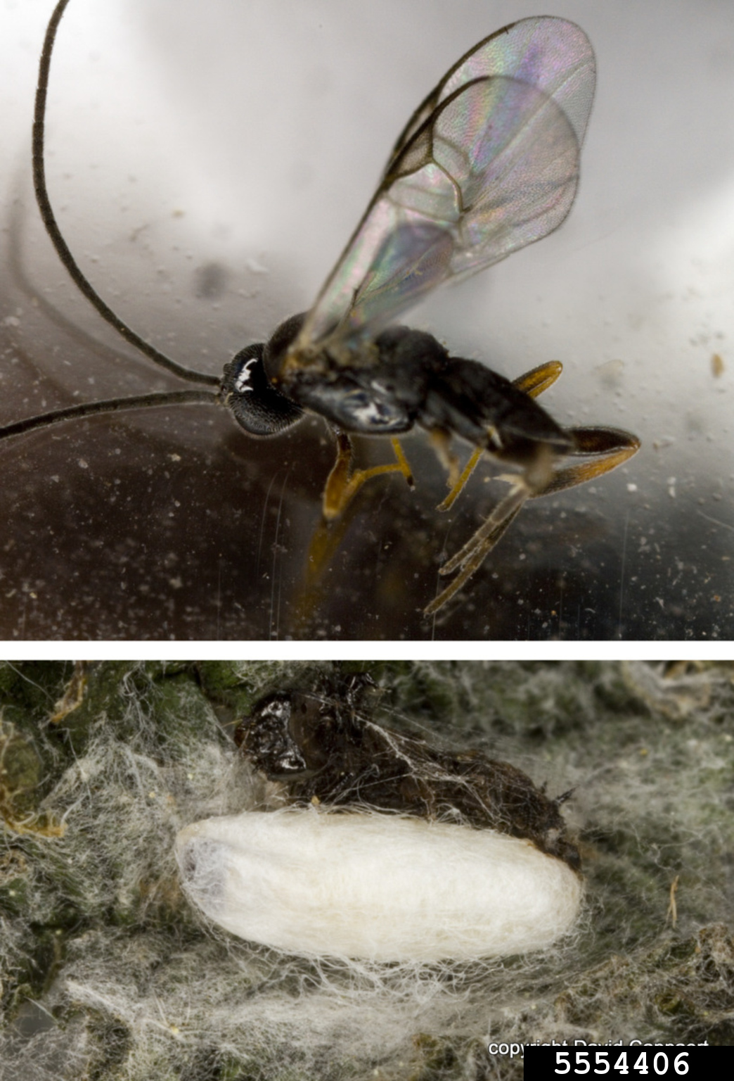 Braconid wasps on red admiral (Vanessa atalanta ) - 5554406