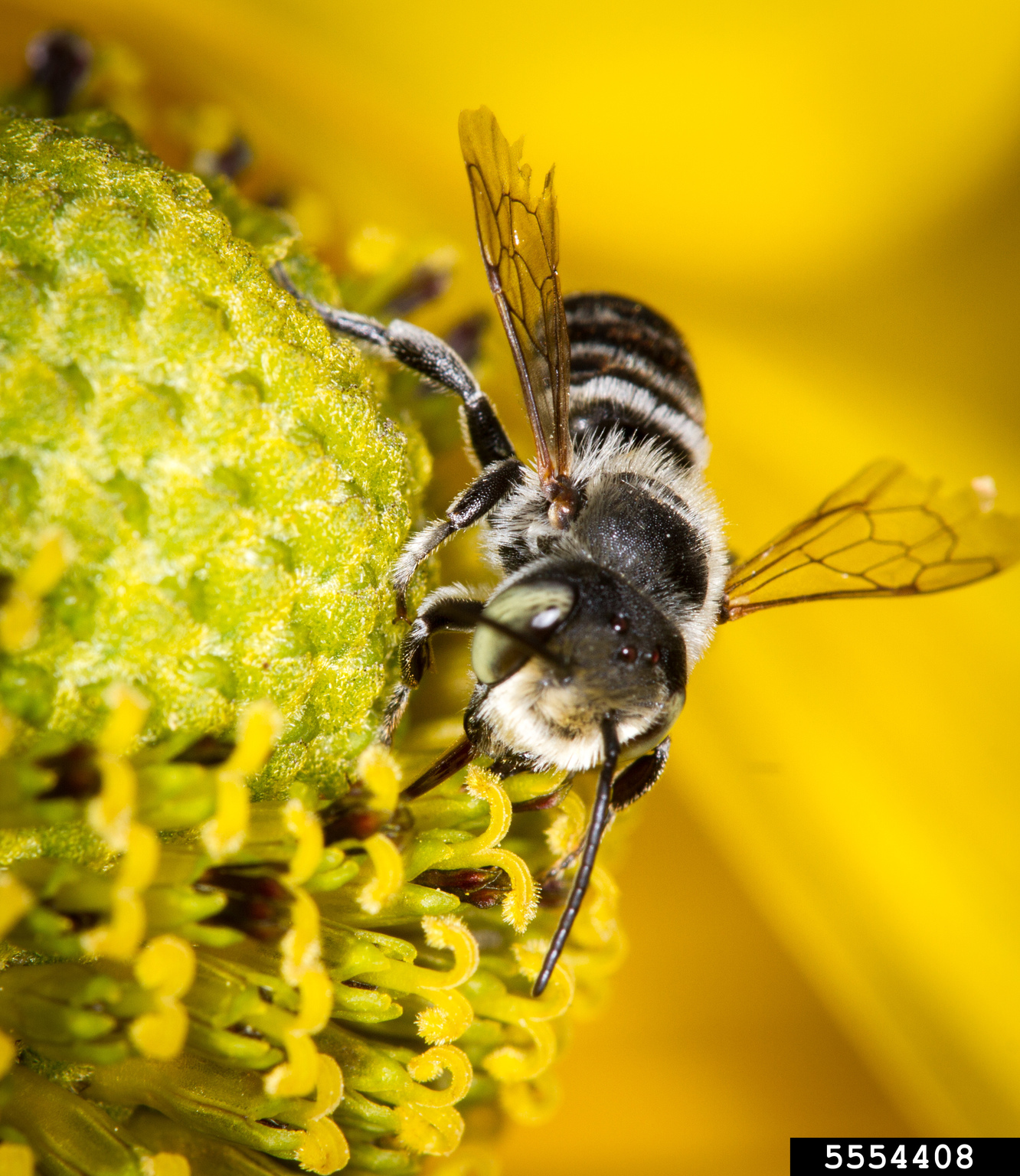 leafcutter bee (Genus Megachile Latreille, 1802)