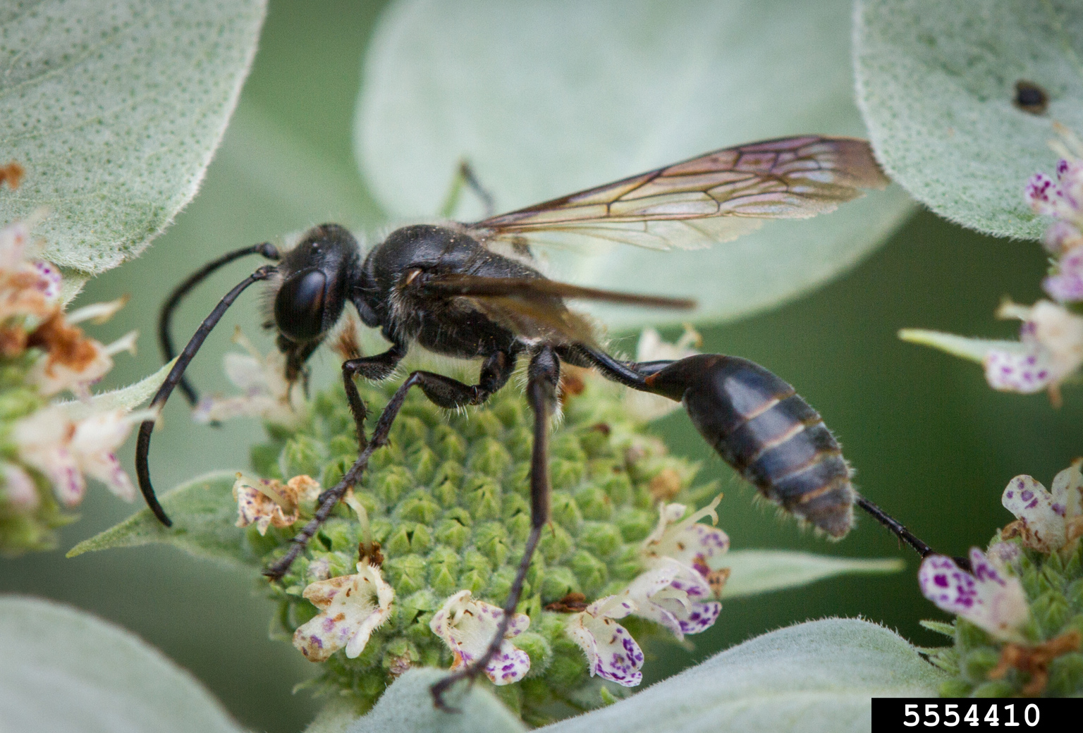 Sphecid wasps (Family Sphecidae)