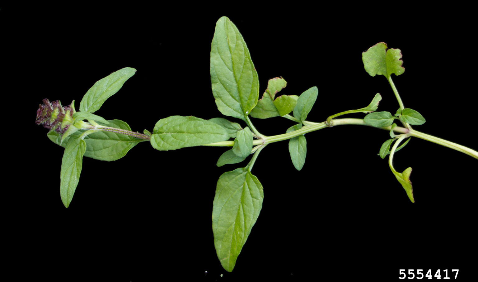 pagoda-plant (Genus Blephilia)