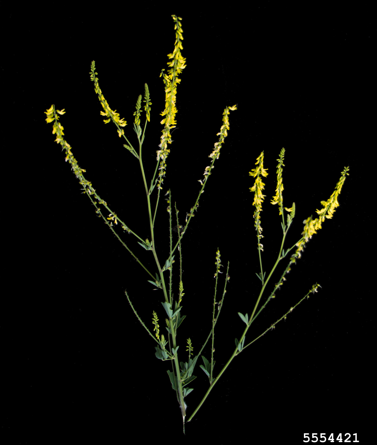 sweetclover (Genus Melilotus)