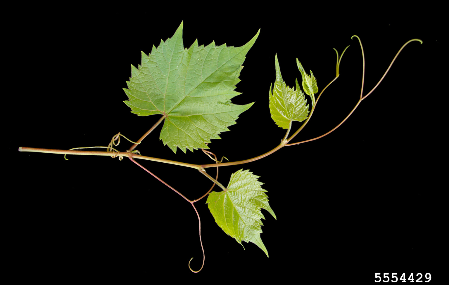 riverbank grape (Vitis riparia Michx.)