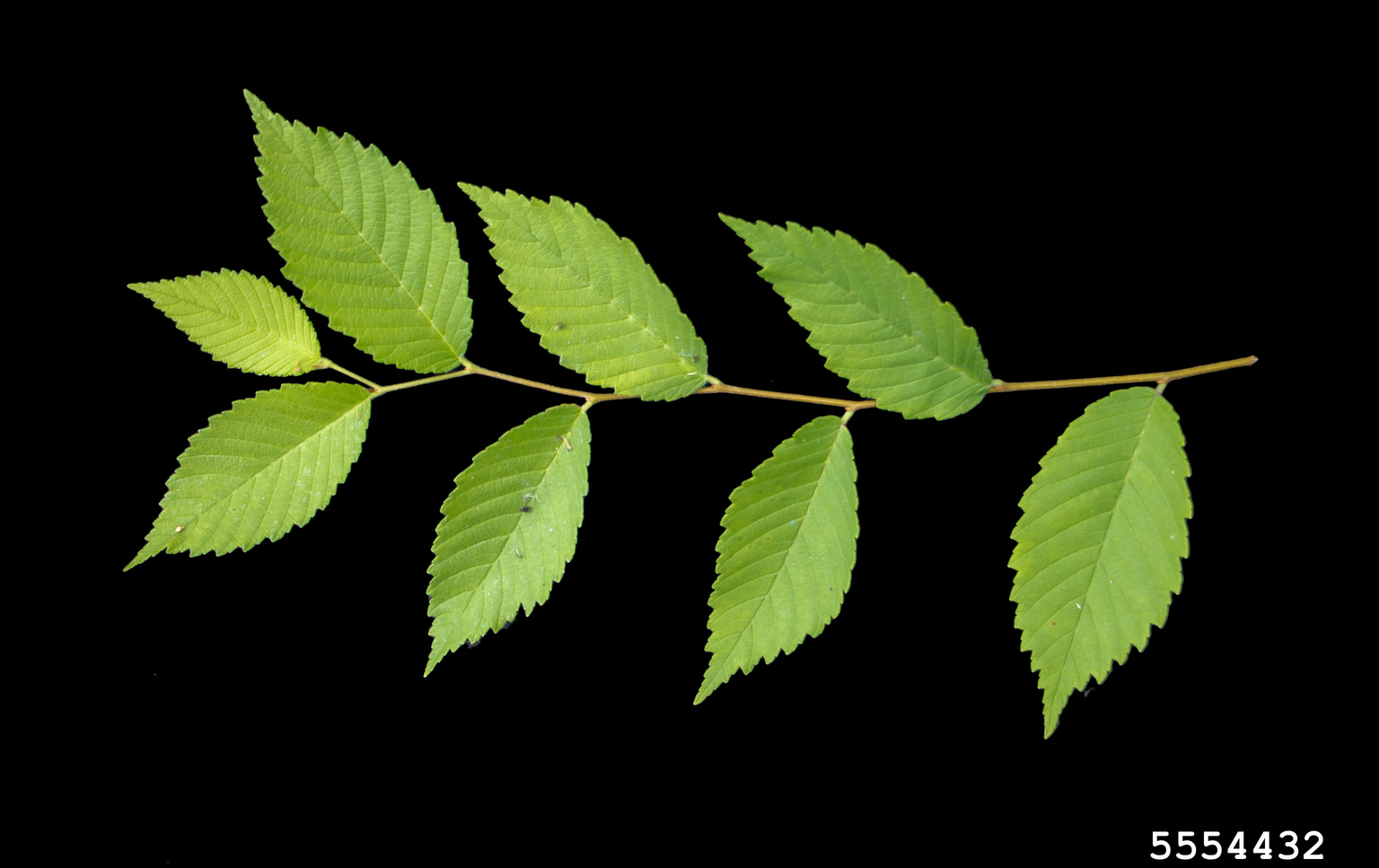 elm (Genus Ulmus L.)