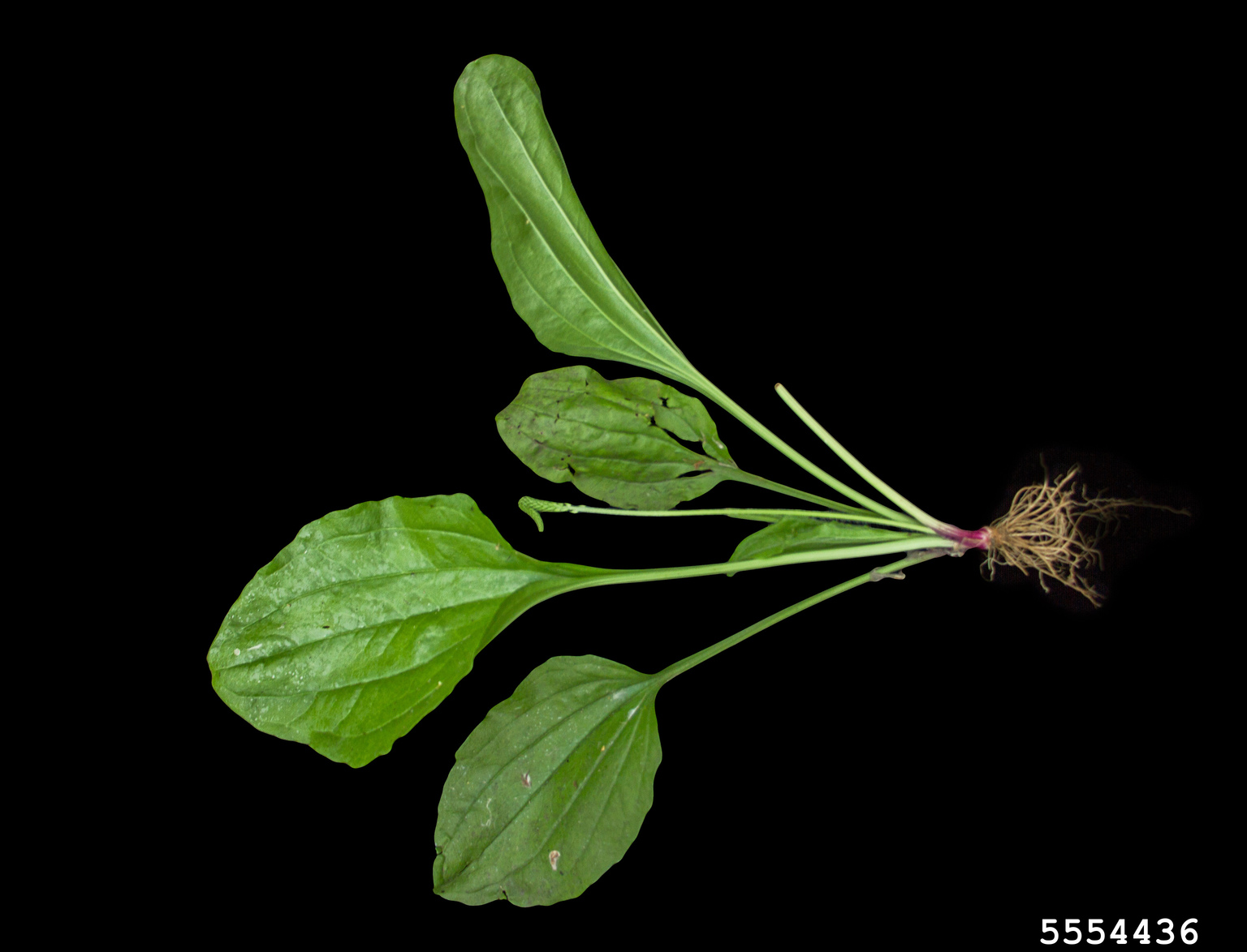 broadleaf plantain (Plantago major L.)